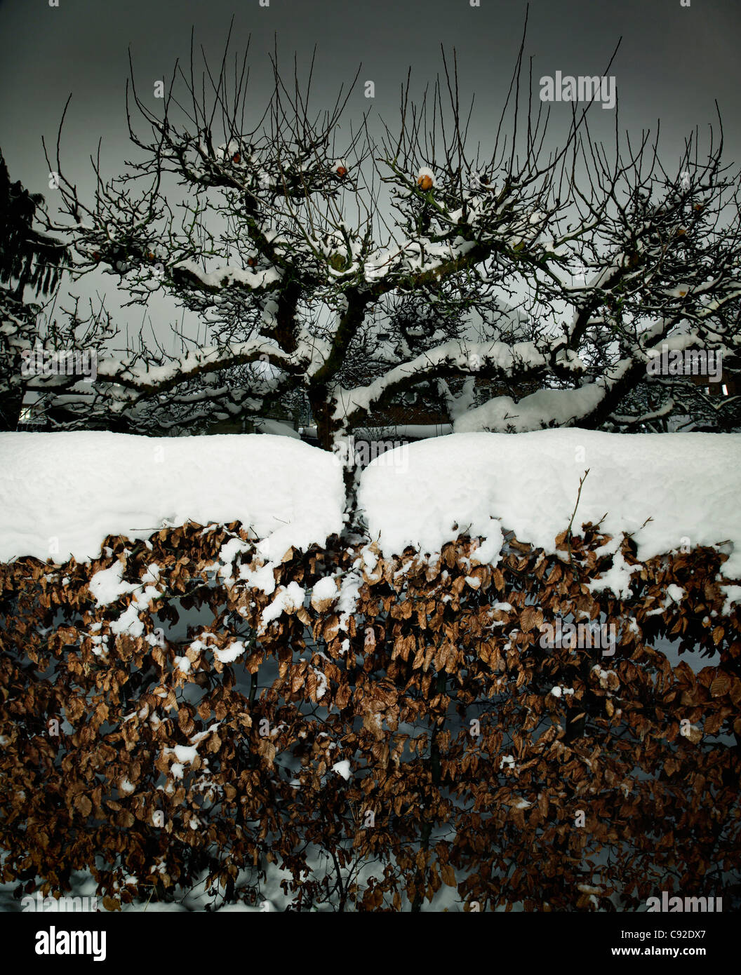 Snow covered bush and tree Stock Photo - Alamy