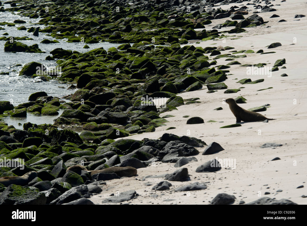 Sea lions on the beach, Punta Suarez, Espanola Island, Galapagos ...