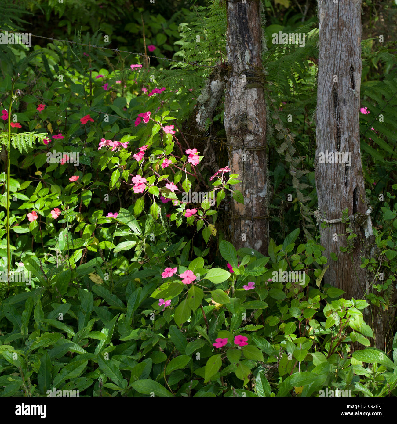 Forest, Santa Cruz Island, Galapagos Islands, Ecuador Stock Photo - Alamy