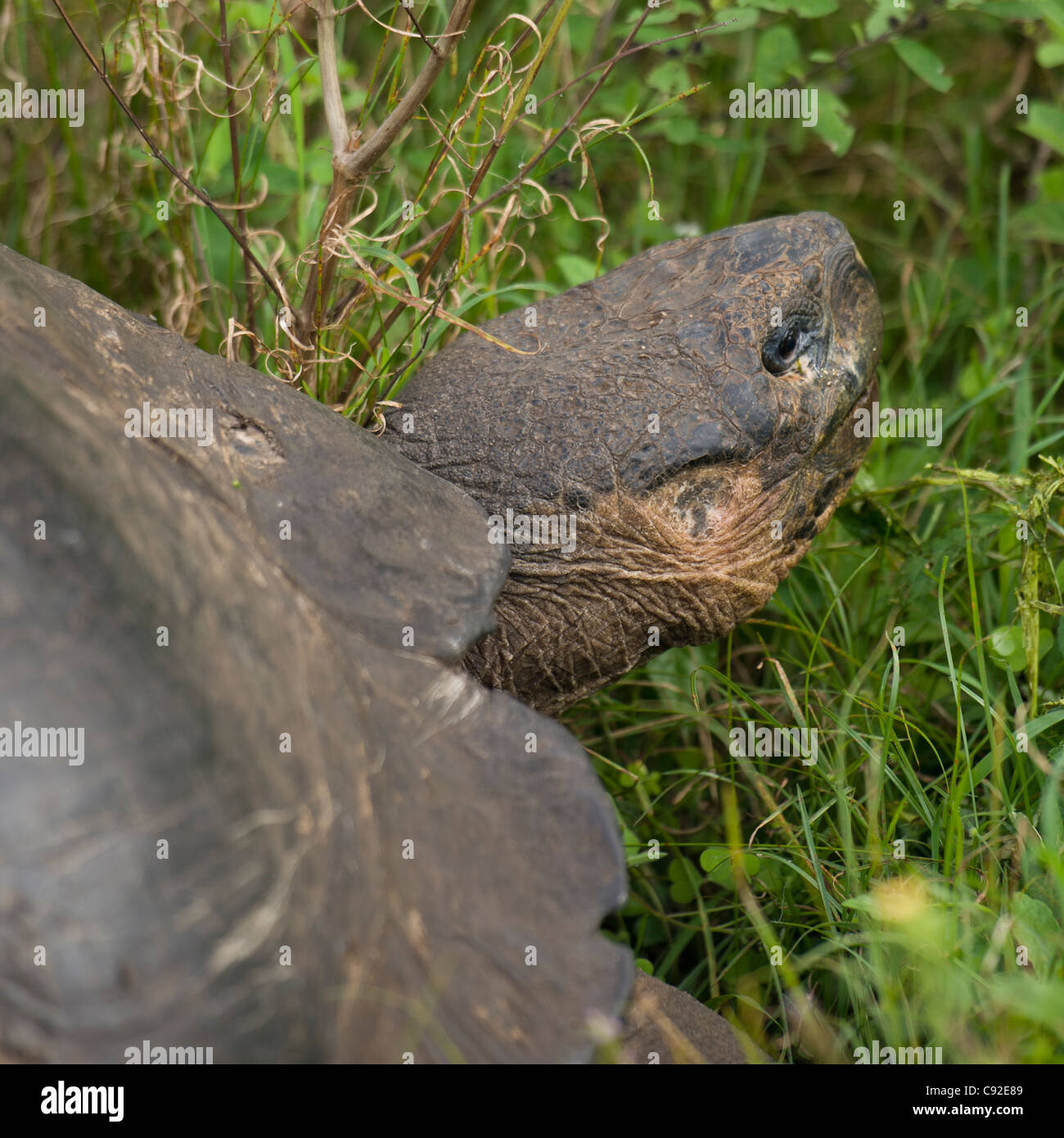 Giant tortoise, Santa Cruz Island, Galapagos Islands, Ecuador Stock ...