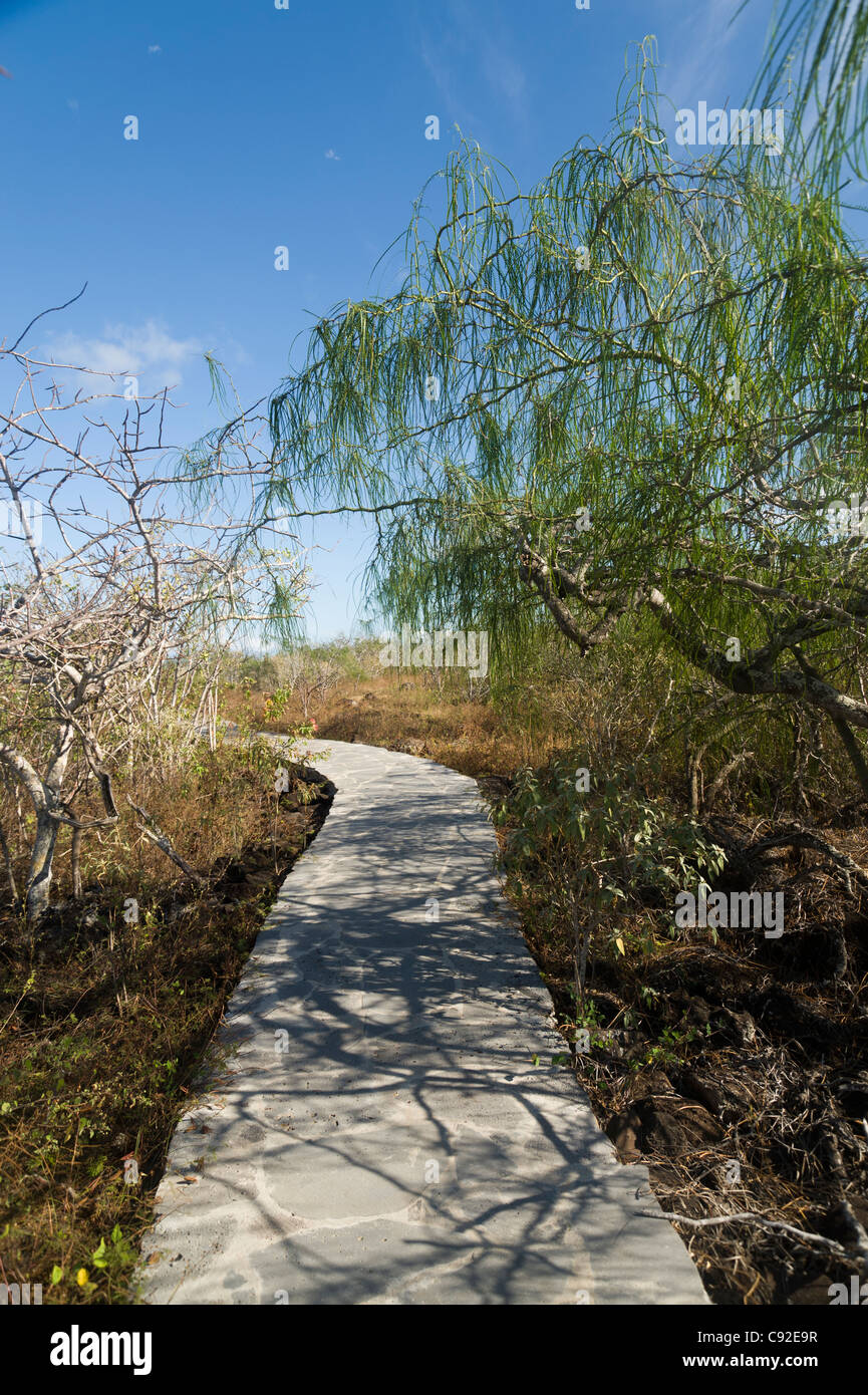Stoned path passing through a forest, Puerto Baquerizo Moreno, San ...