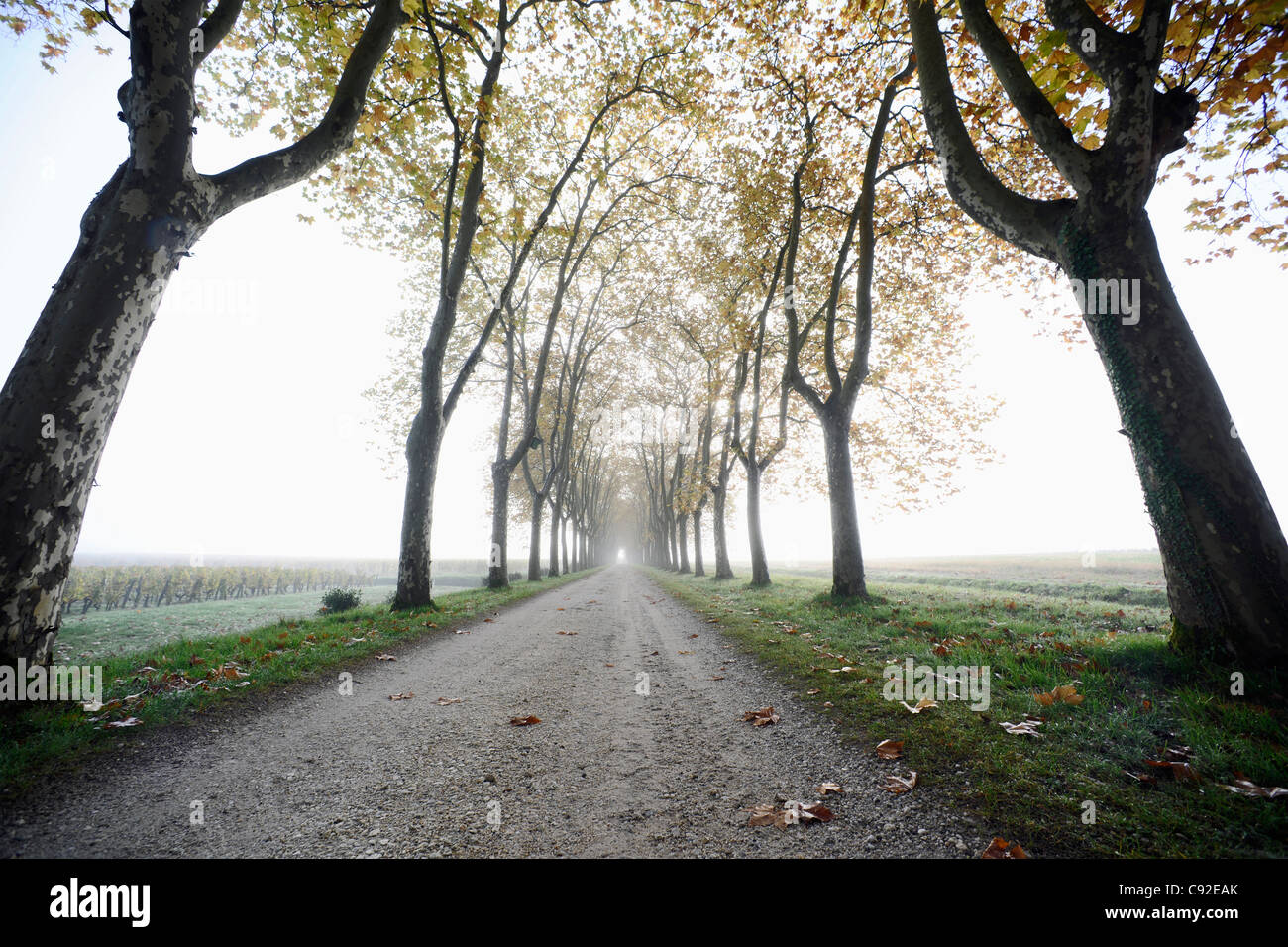 Trees growing by rural dirt path Stock Photo - Alamy