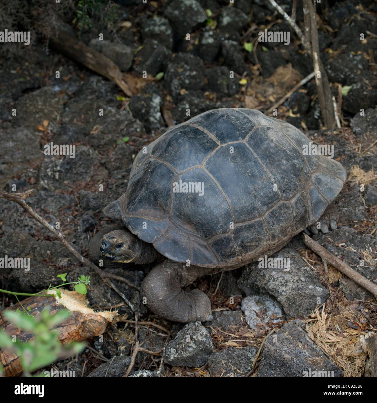 Giant tortoise, Charles Darwin Research Station, Santa Cruz Island ...