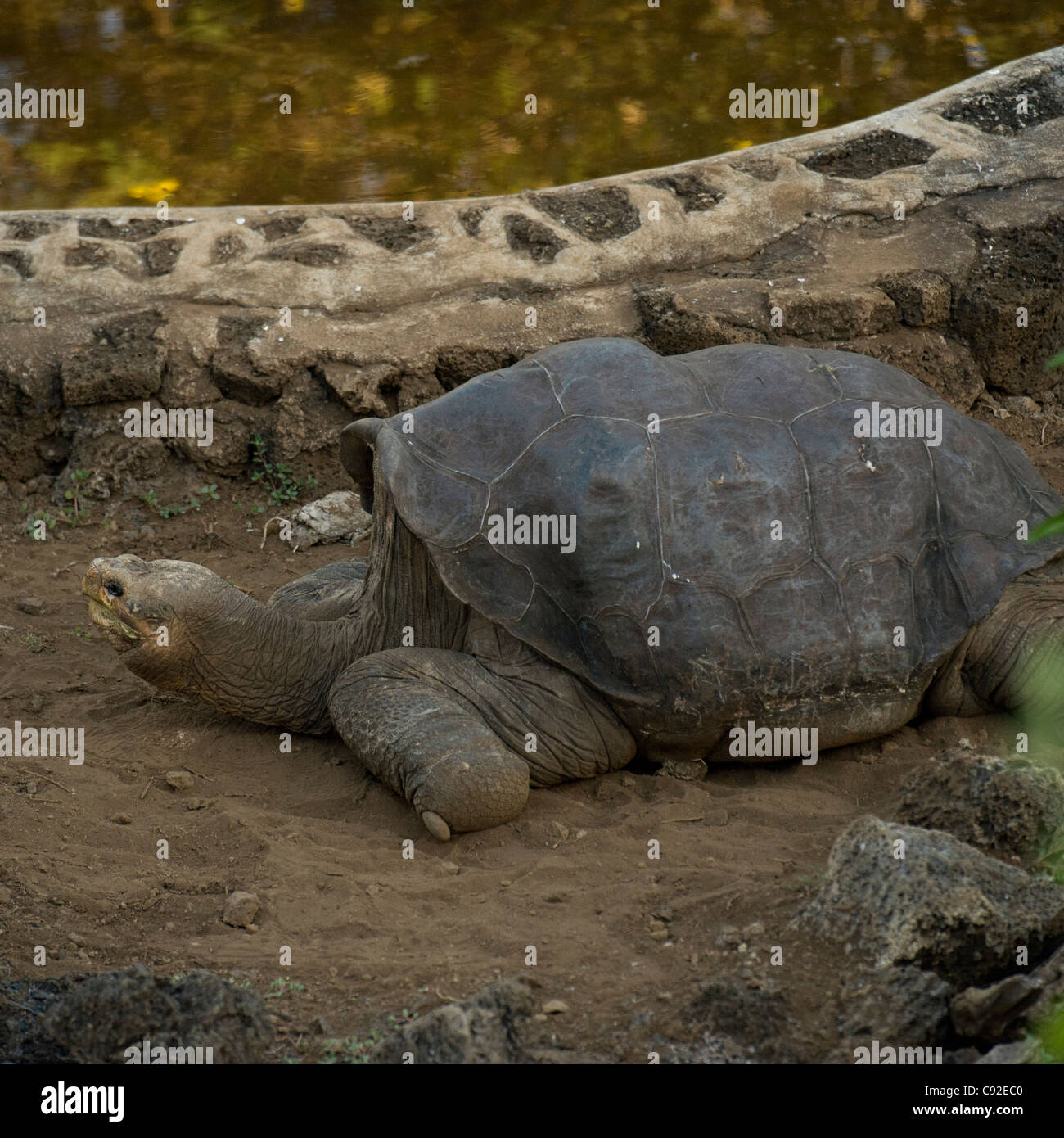 Lonesome George a Giant tortoise, Charles Darwin Research Station ...