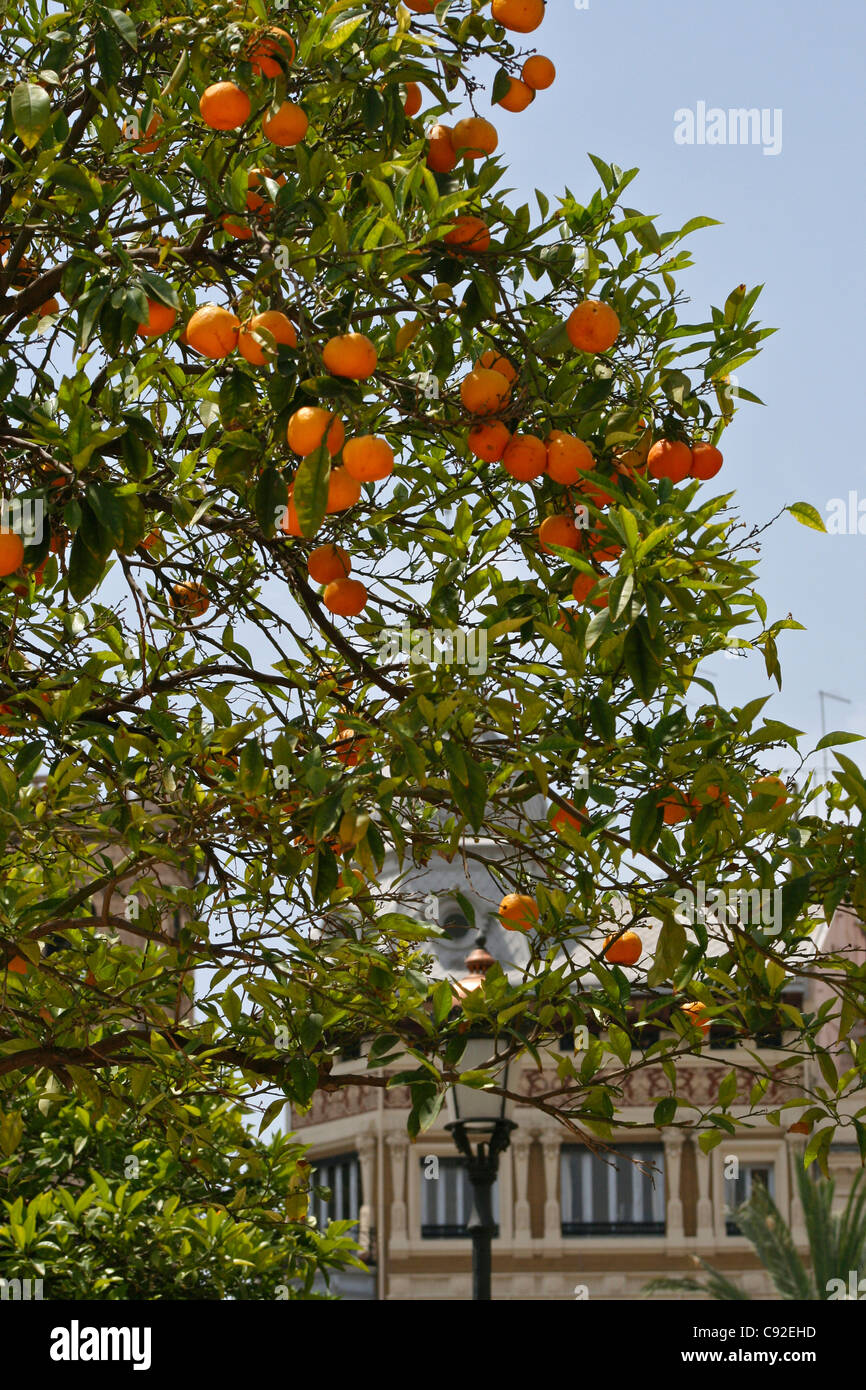 Valencias hi-res stock photography and images - Alamy