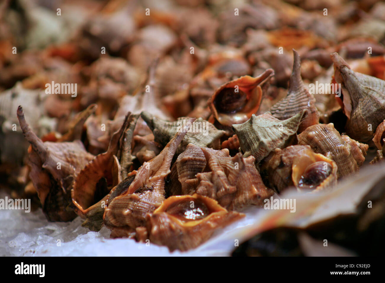 Raw shellfish of all kinds are offered for sale on a stall located ...