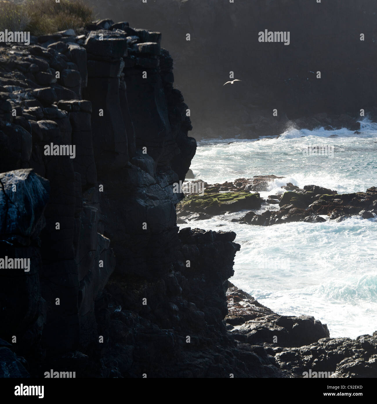 Punta Suarez, Espanola Island, Galapagos Islands, Ecuador Stock Photo ...