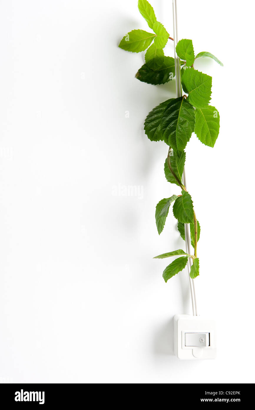 Green plant coming out from the wall plug Stock Photo - Alamy
