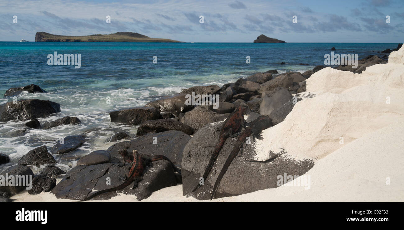 Marine iguana (Amblyrhynchus cristatus) on rocks, Punta Suarez ...