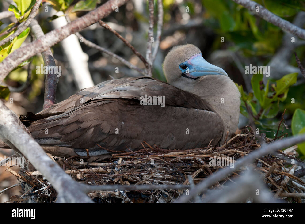 Red Footed Booby Sula Sula In Its Nest Darwin Bay Genovesa Island Galapagos Islands