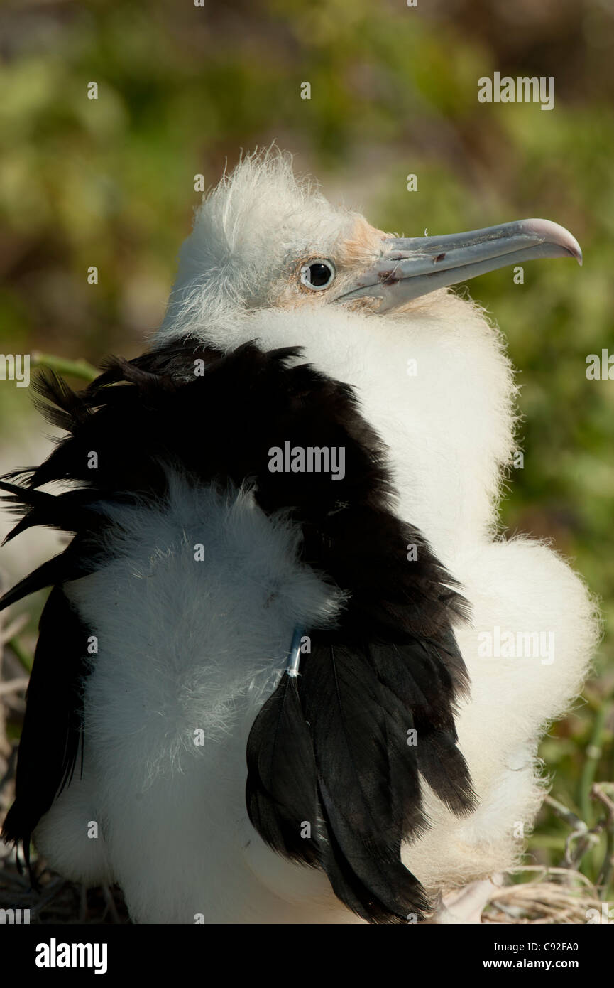 Great frigatebird (Fregata minor) chick, Darwin Bay, Genovesa Island ...
