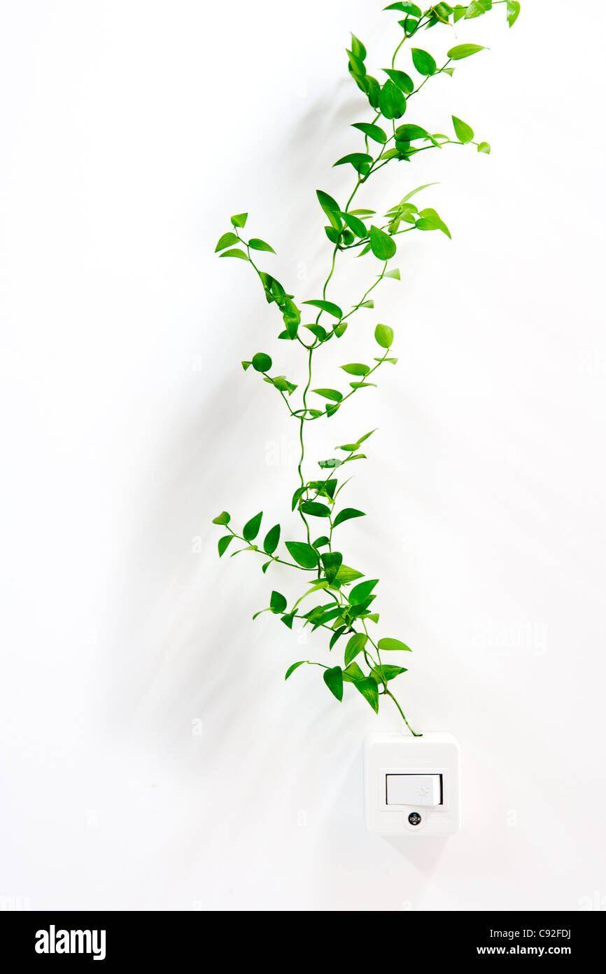 Green plant coming out from the wall plug Stock Photo - Alamy