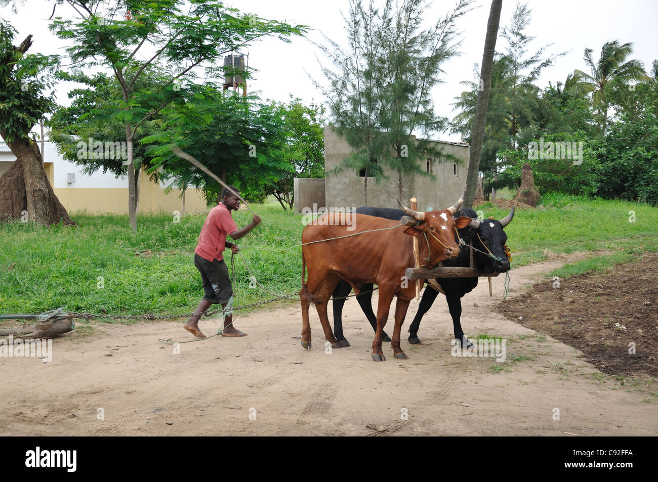 Cattle are used for ploughing in the rural areas around New Mambone ...