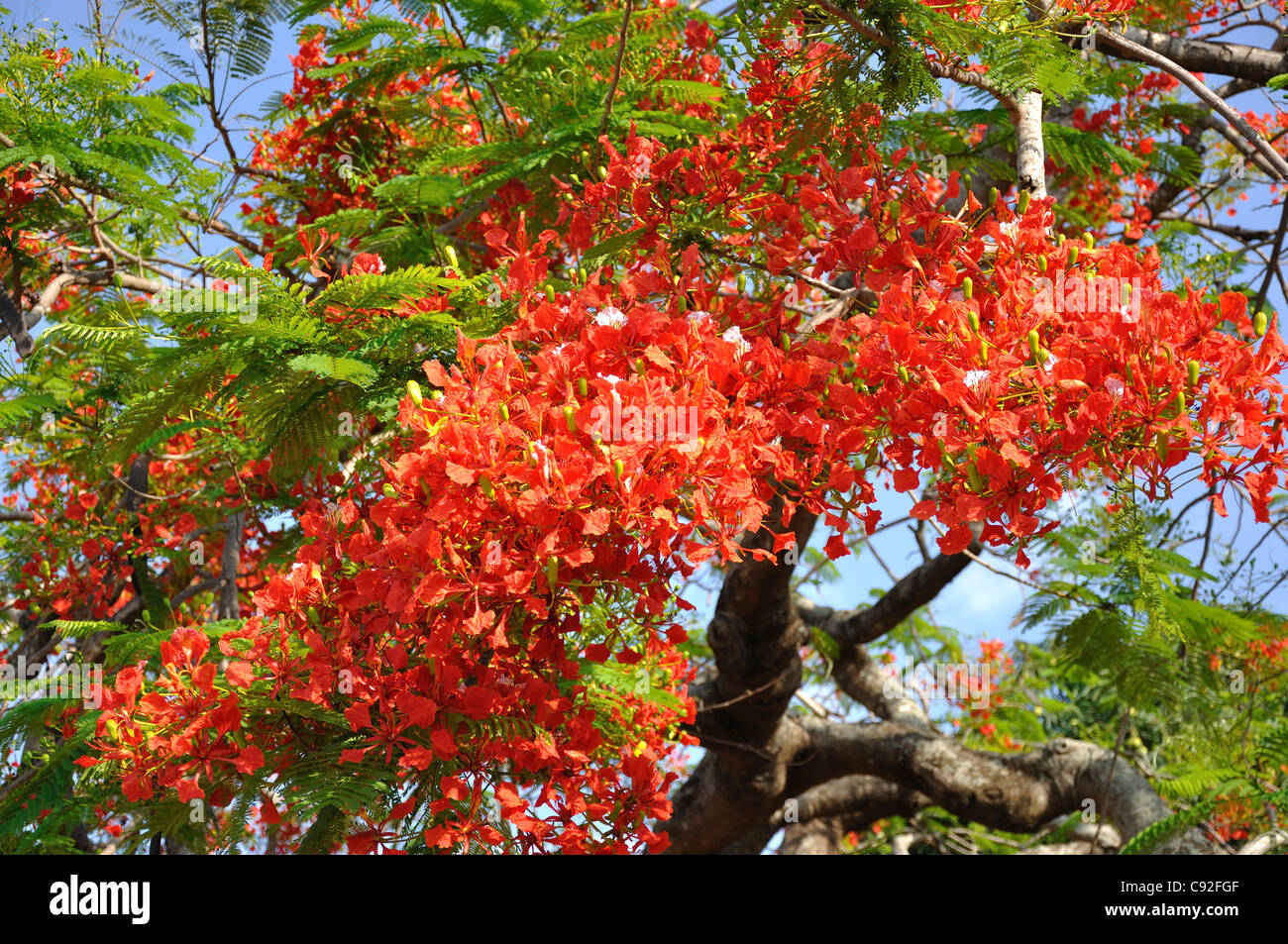 Flame trees are very colourful. Originating in Madagascar, they are ...