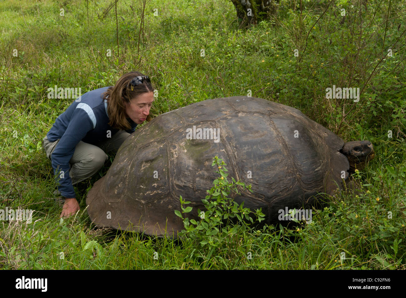 Tourist kissing a Giant tortoise, Santa Cruz Island, Galapagos Islands ...