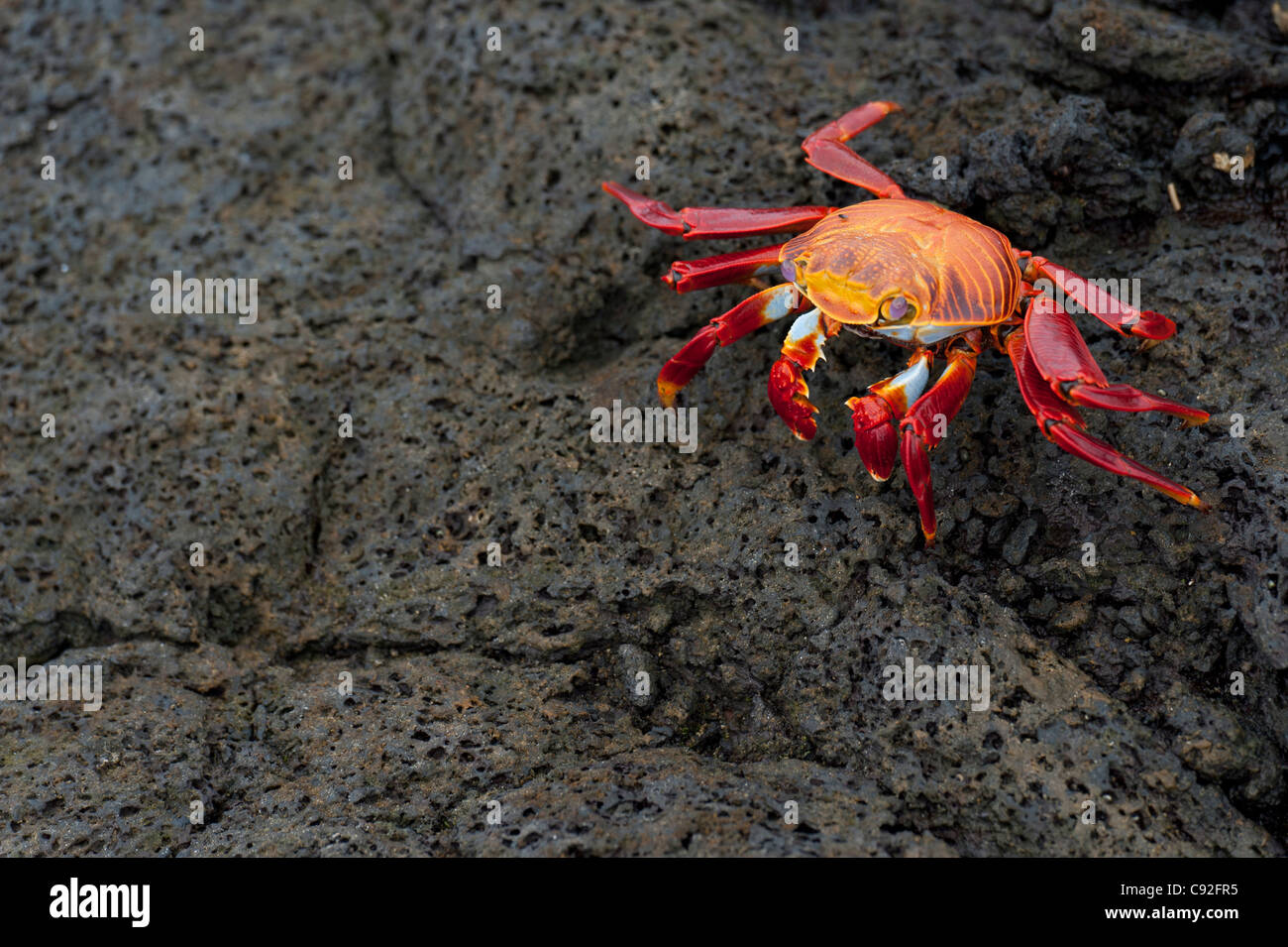 Sally lightfoot grapsus species hi-res stock photography and images - Alamy