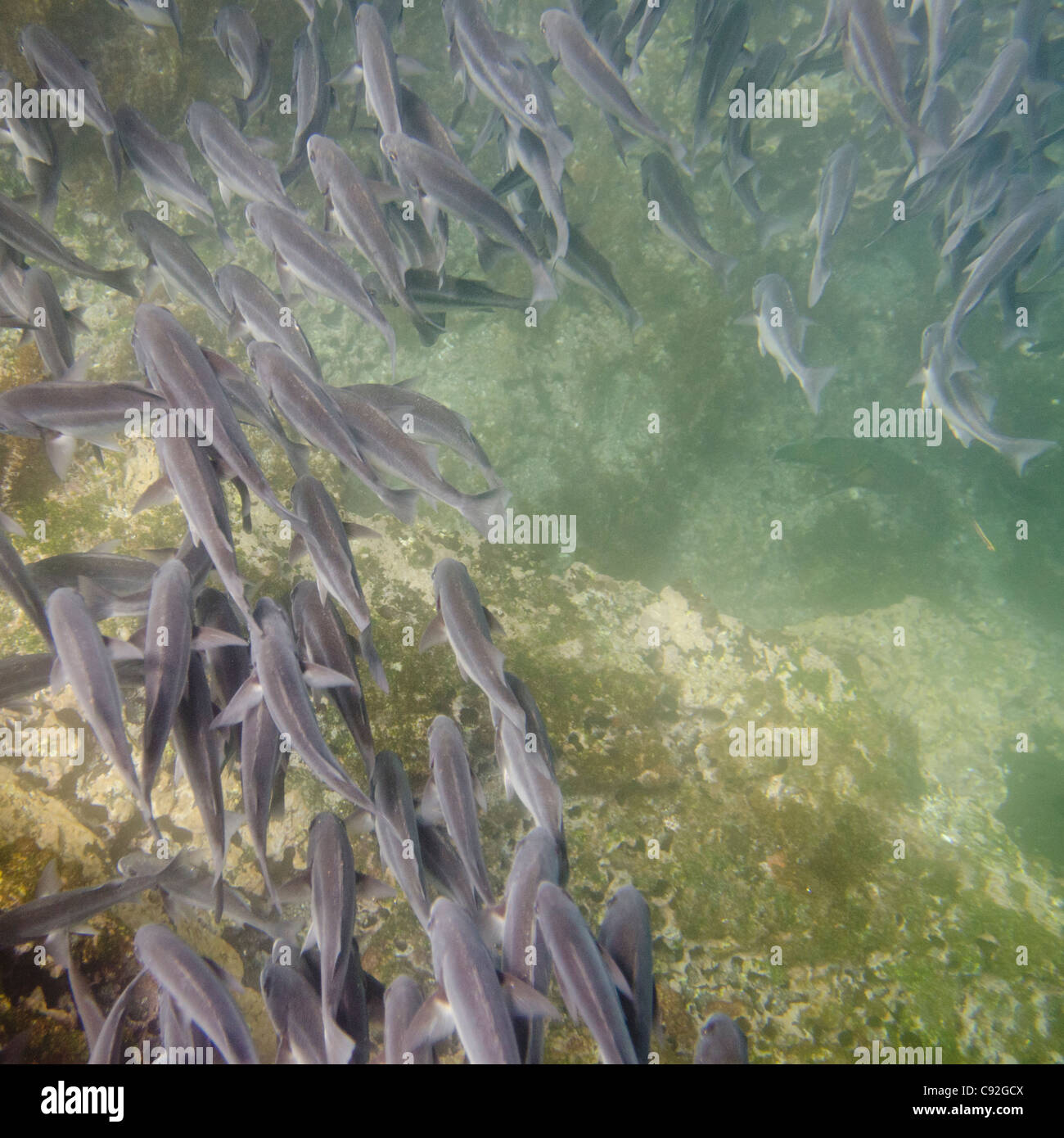 School of fish swimming underwater, Tagus Cove, Isabela Island ...