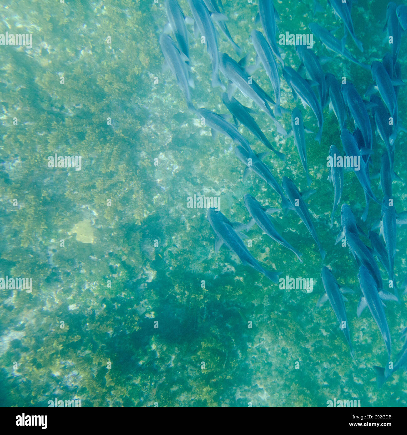 School of fish swimming underwater, Tagus Cove, Isabela Island ...