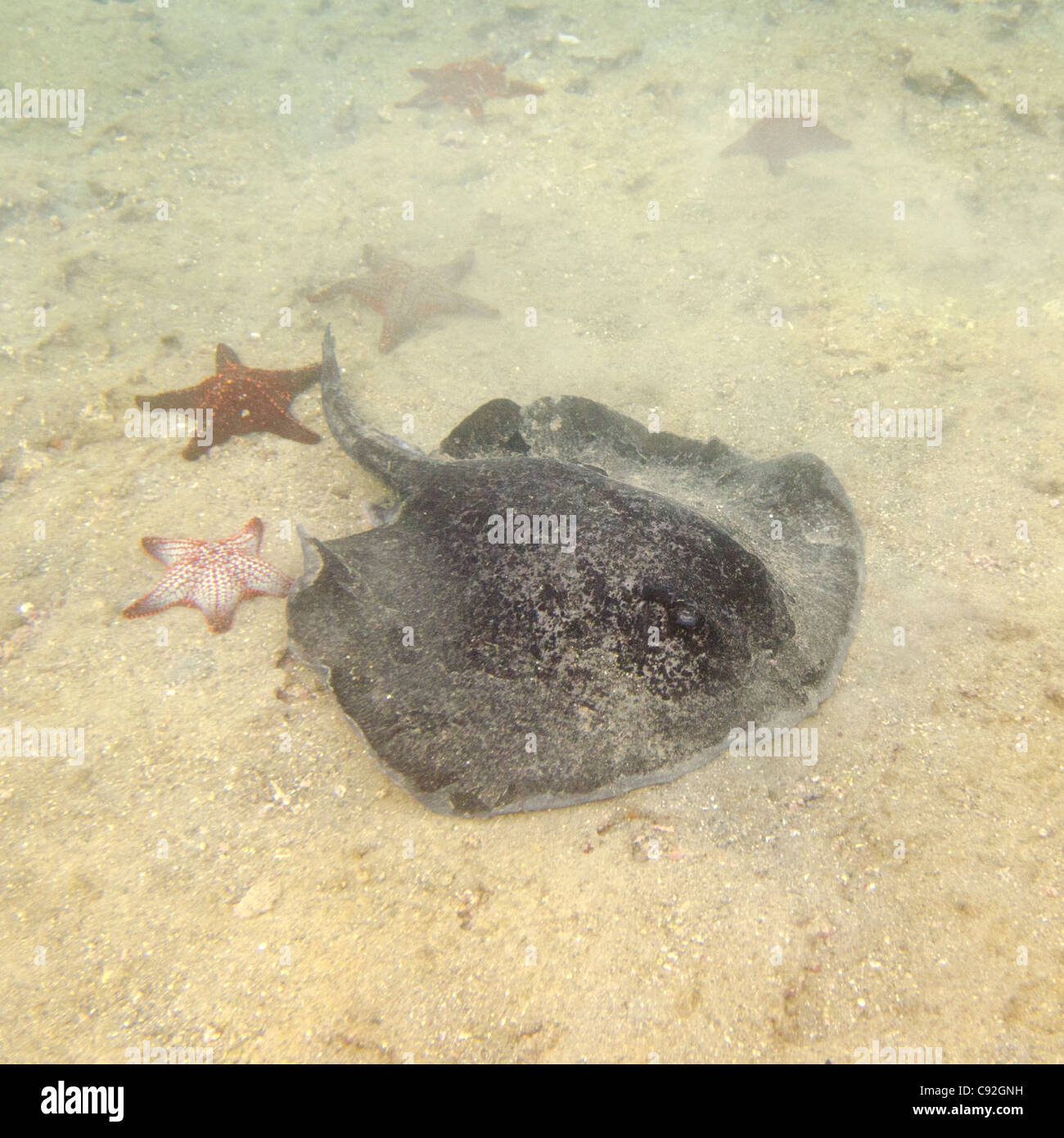 Stingray and starfish swimming underwater hi-res stock photography and ...