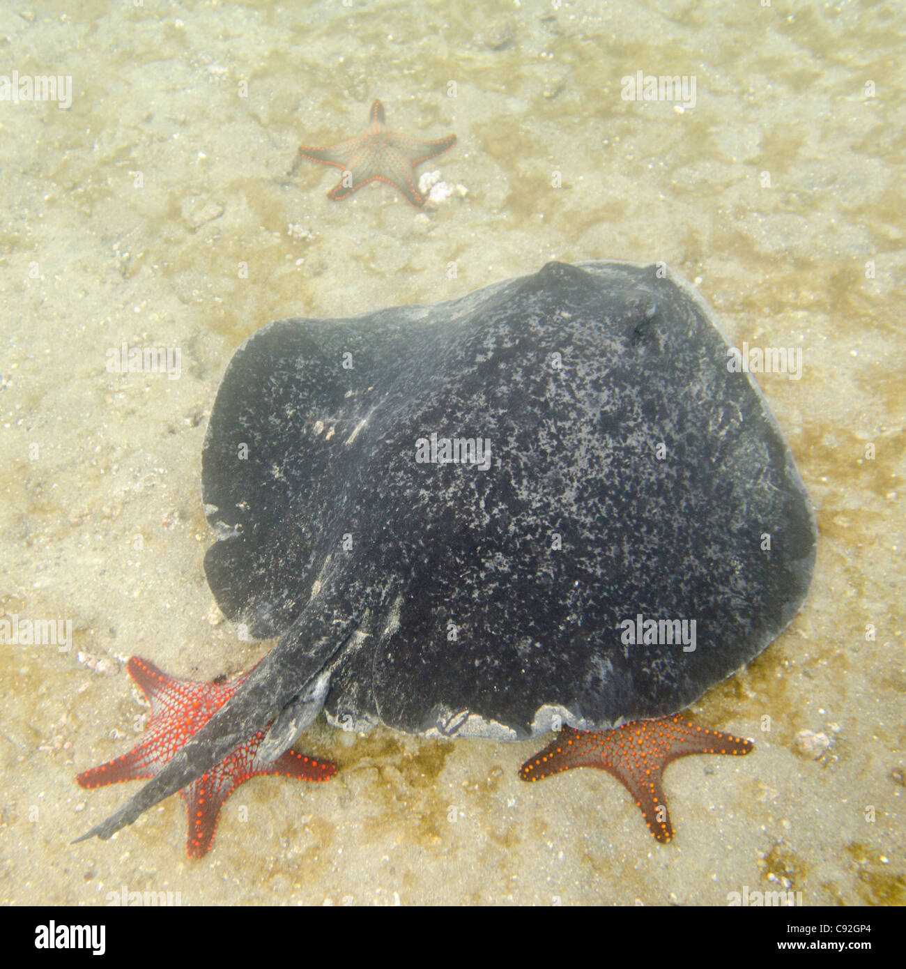 Stingray and starfish underwater, Bartolome Island, Galapagos Islands ...