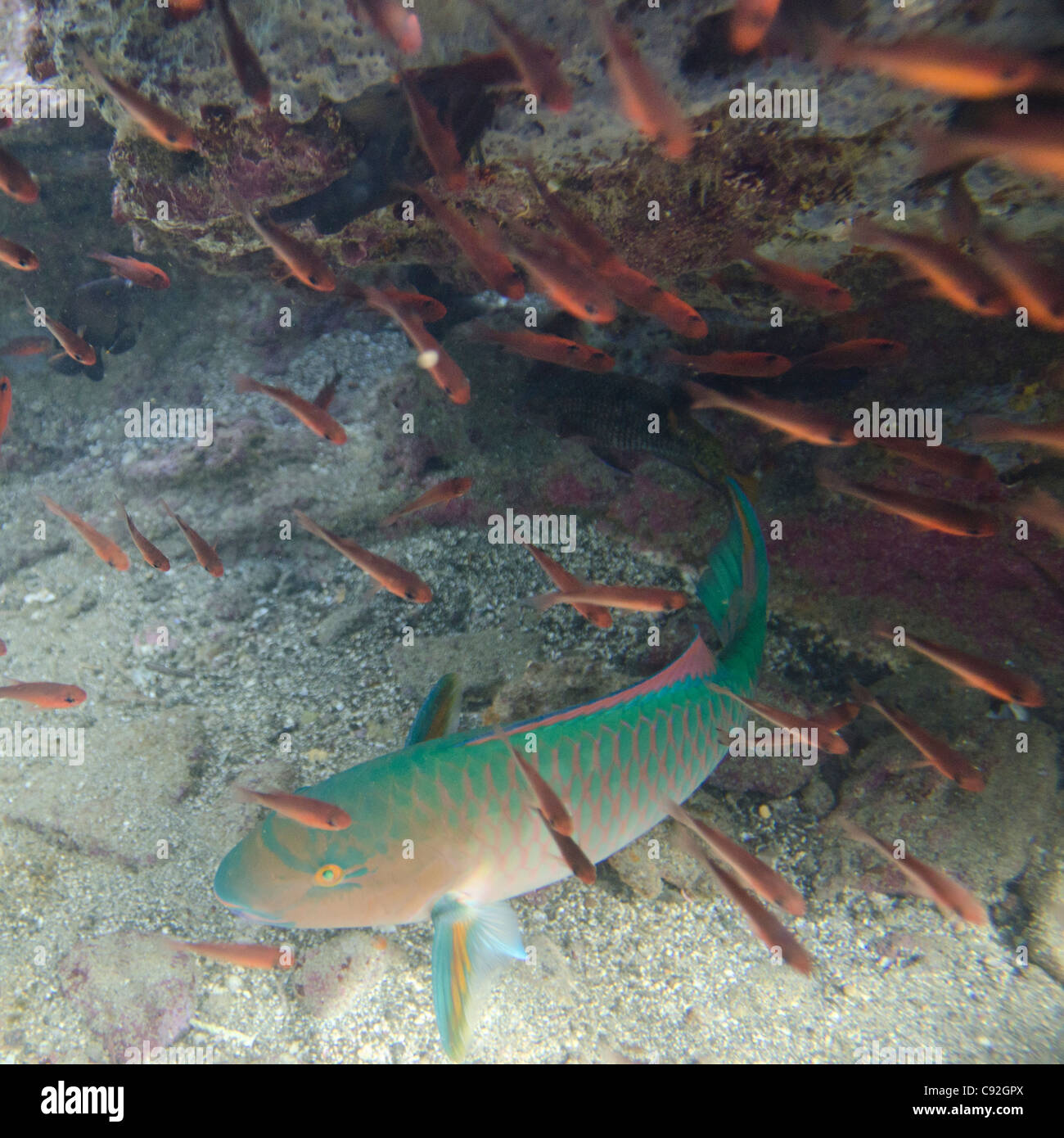 Parrotfish with another small fish swimming underwater, Bartolome ...