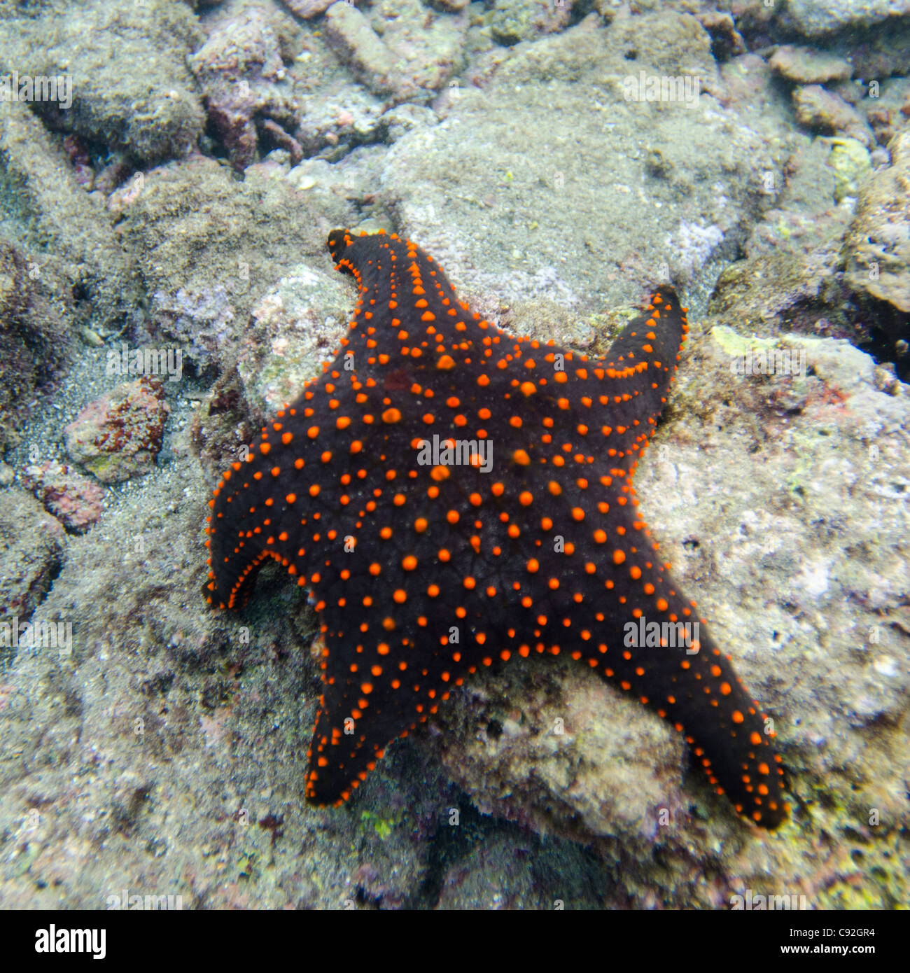 Starfish swimming underwater, Bartolome Island, Galapagos Islands ...