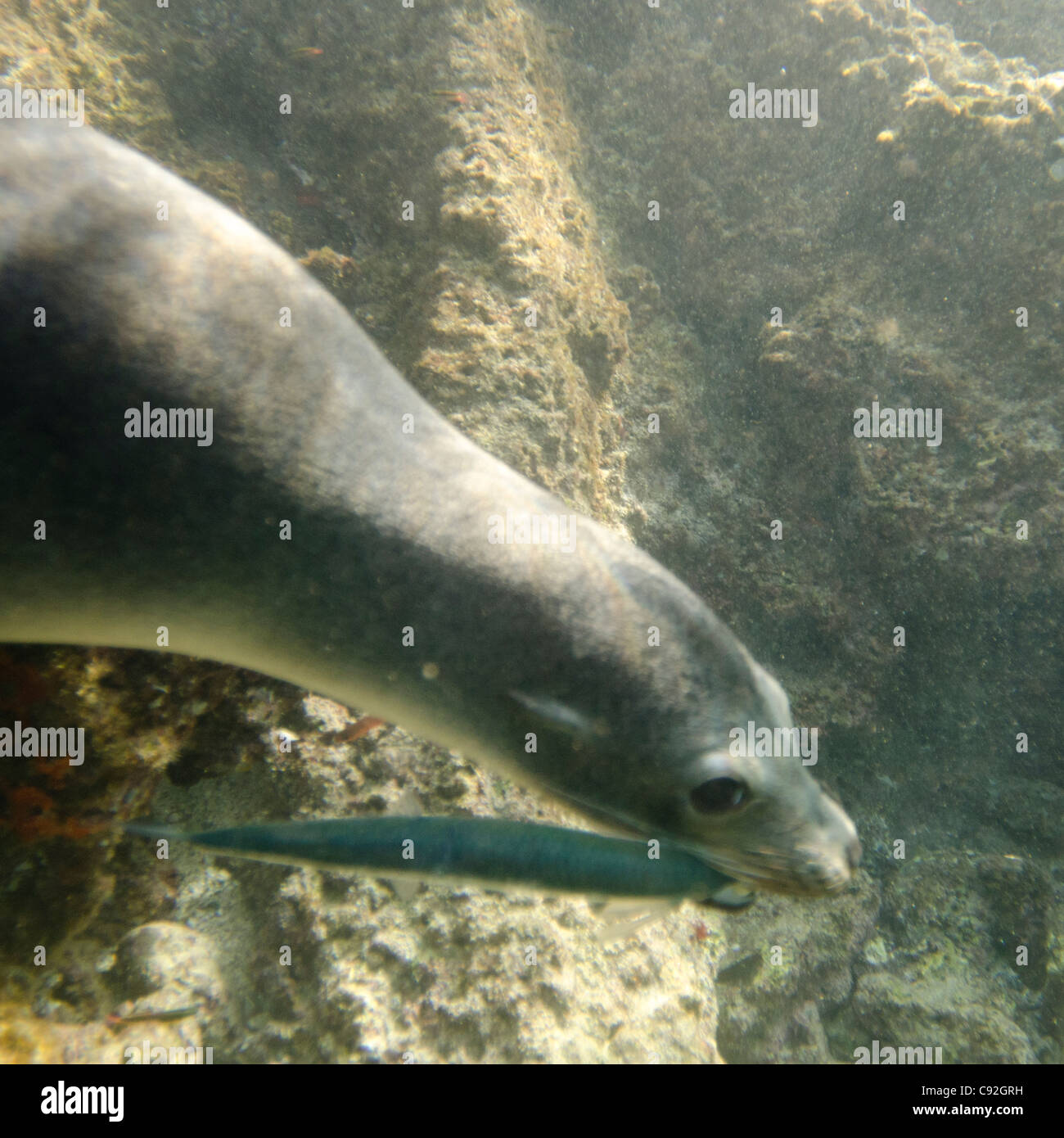 Underwater in the galapagos marine life in the galapagos islands hi-res ...