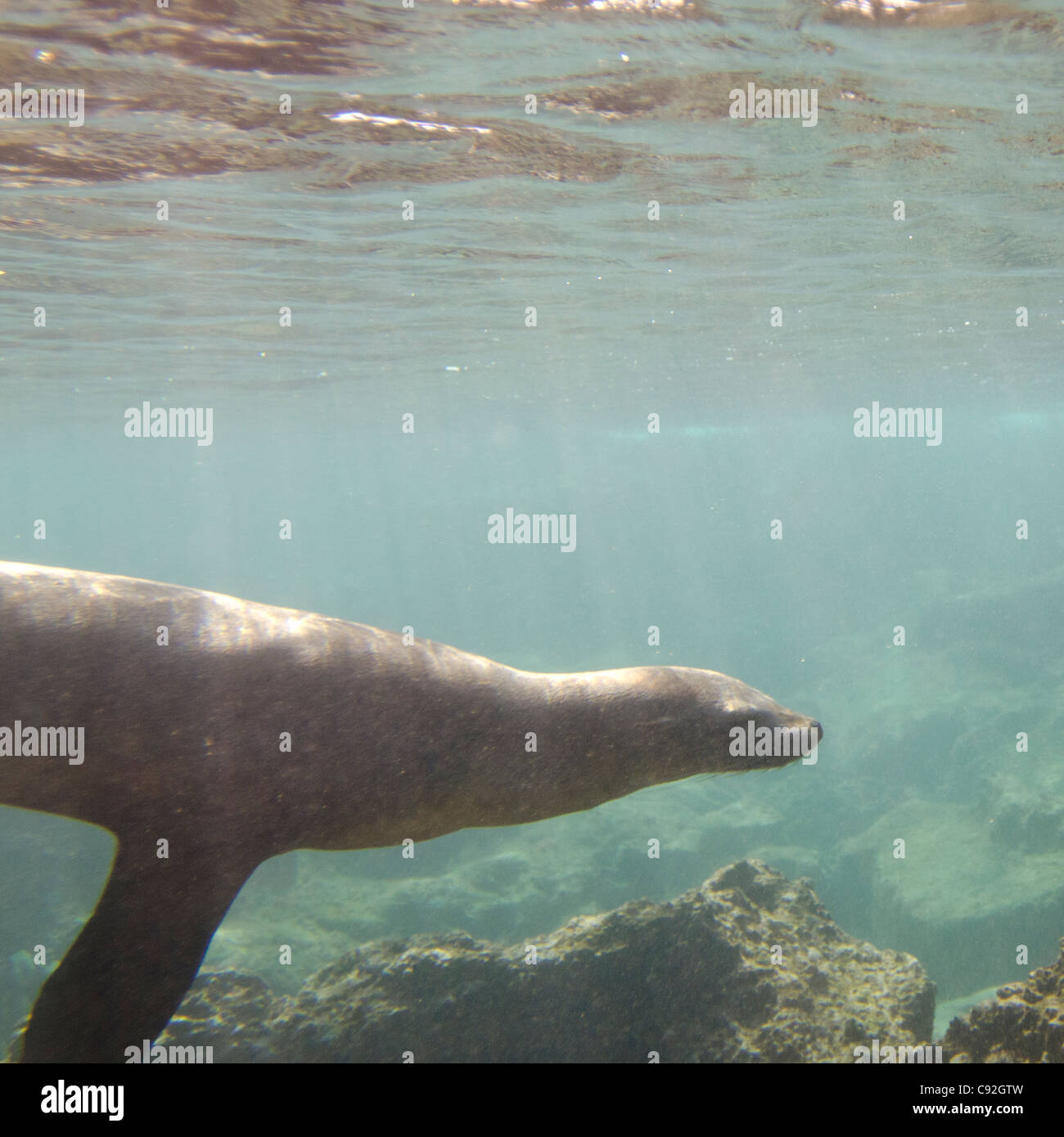 Galapagos sea lion (Zalophus californianus wollebacki) swimming ...