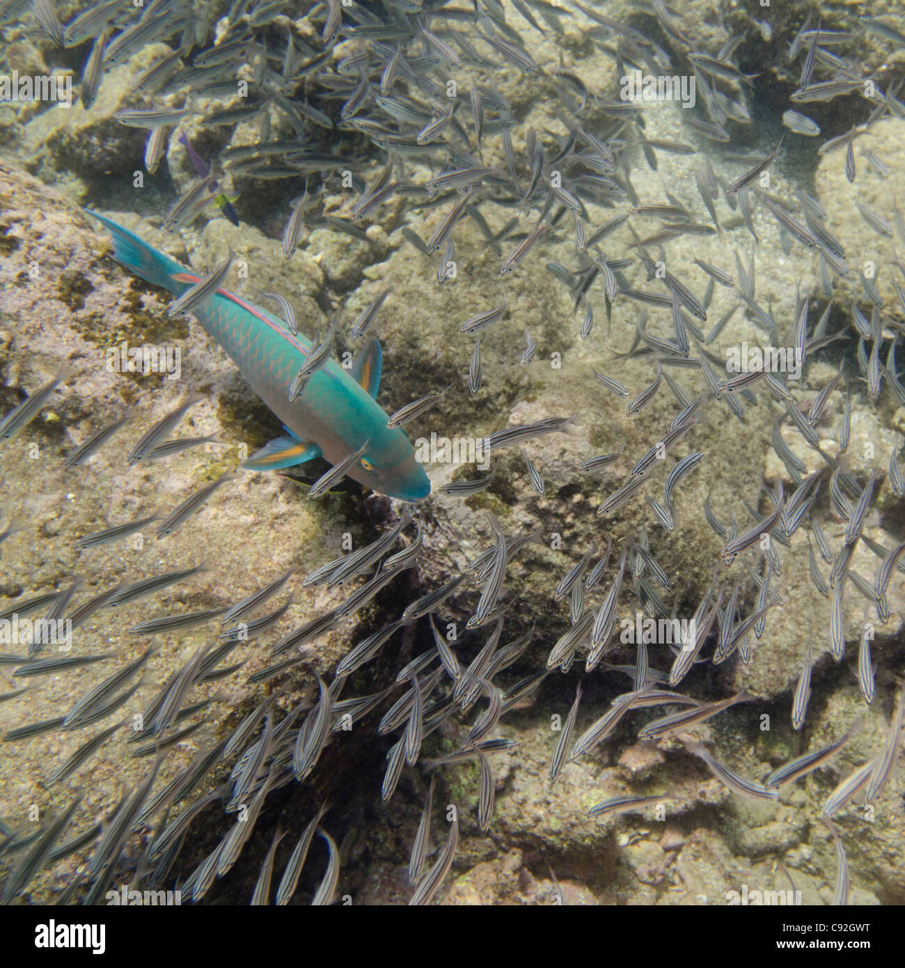 Parrotfish with another small fish swimming underwater hi-res stock ...