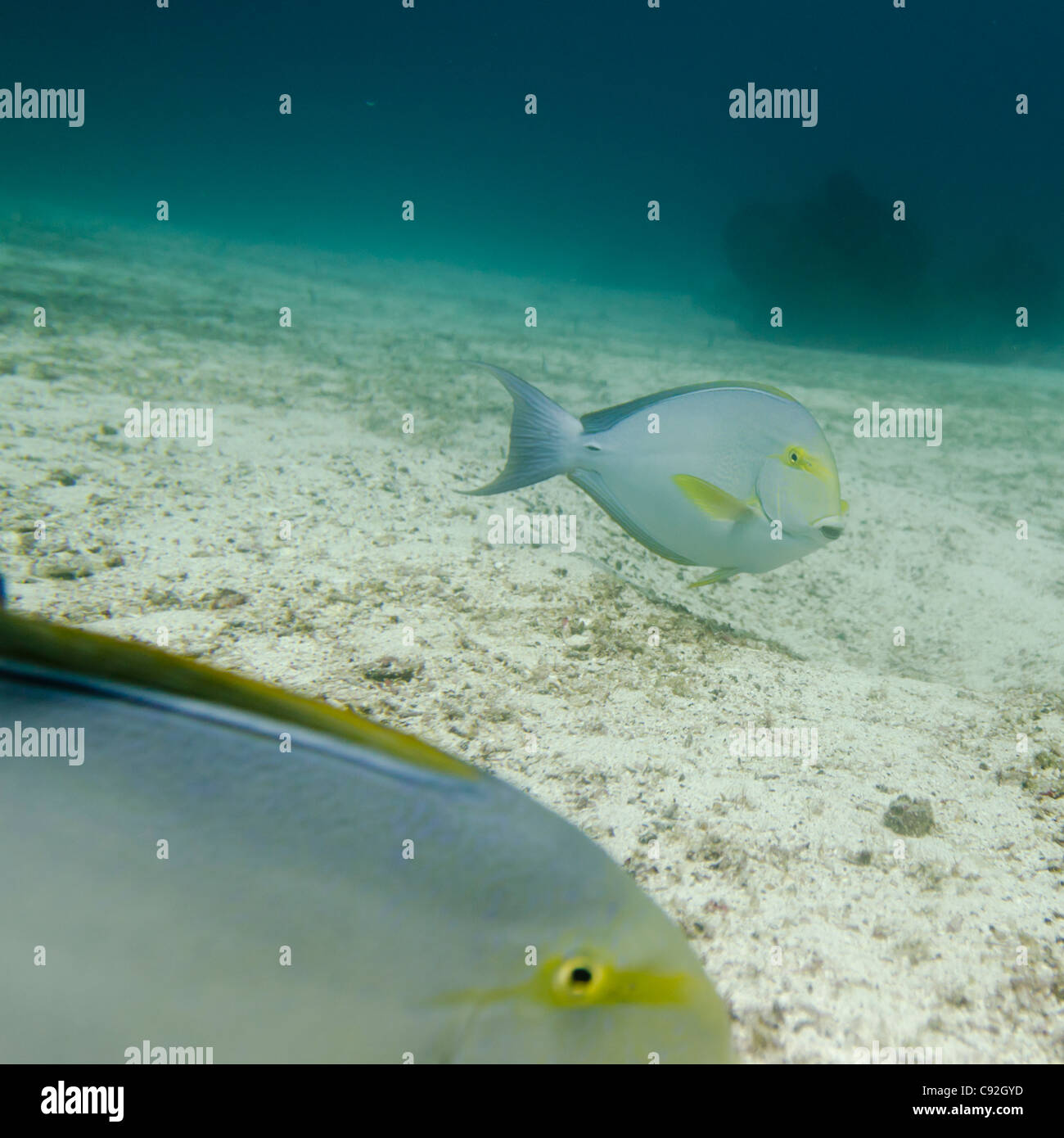 Two fish swimming underwater, Santa Cruz Island, Galapagos Islands ...