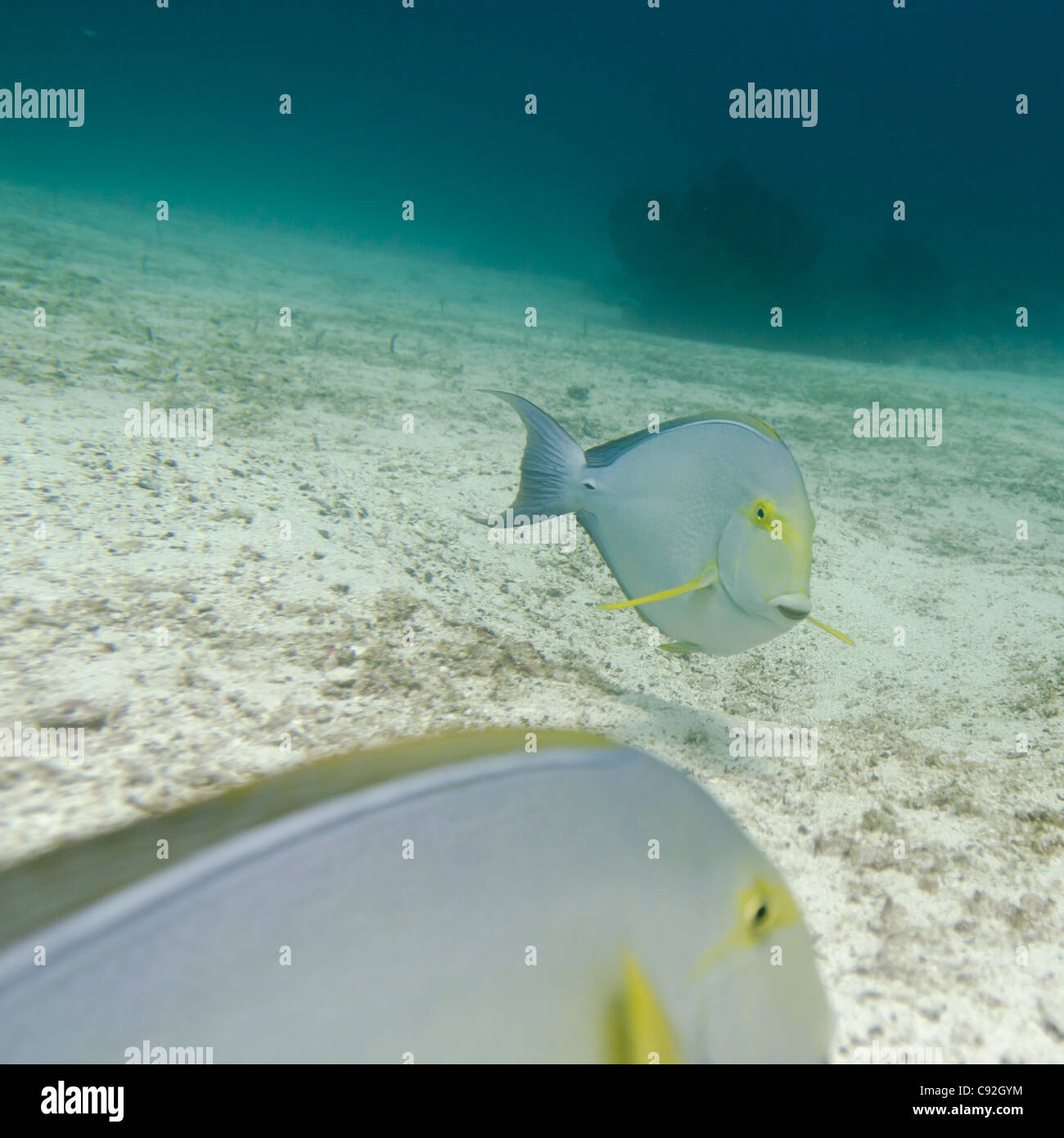 Two fish swimming underwater, Santa Cruz Island, Galapagos Islands ...