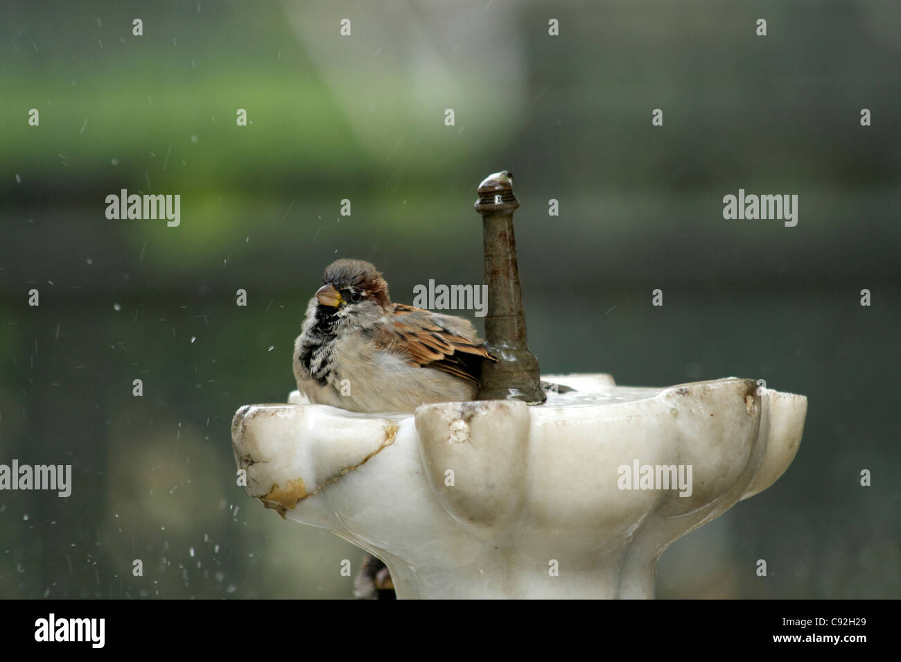 House sparrow washing in a fountain in the Topkapi Palace in Istanbul ...