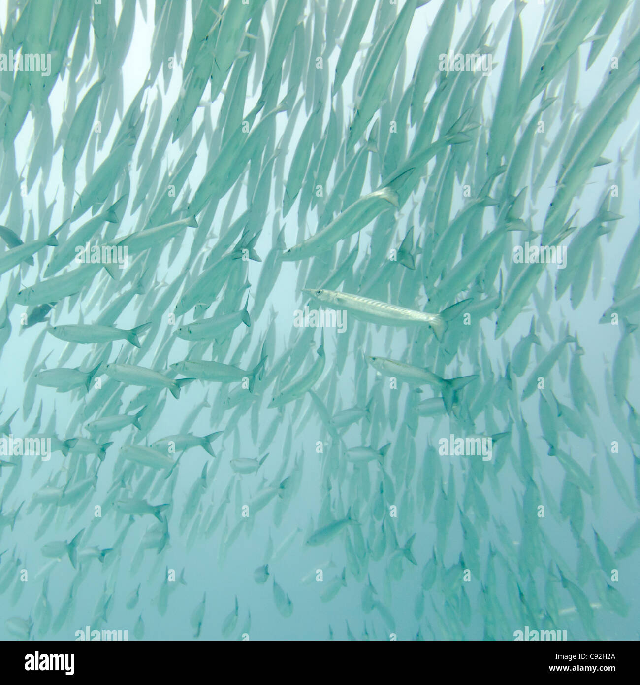 School of Barracuda fish swimming underwater, Santa Cruz Island ...