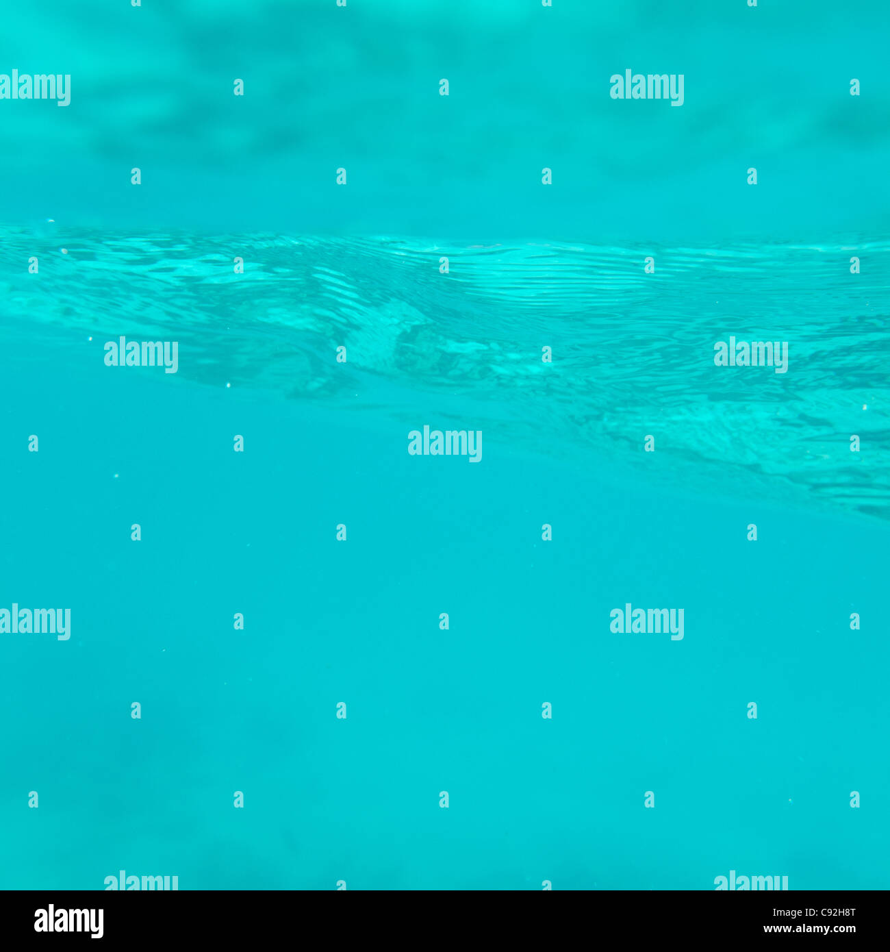 Underwater, Gardner Bay, Espanola Island, Galapagos Islands, Ecuador ...