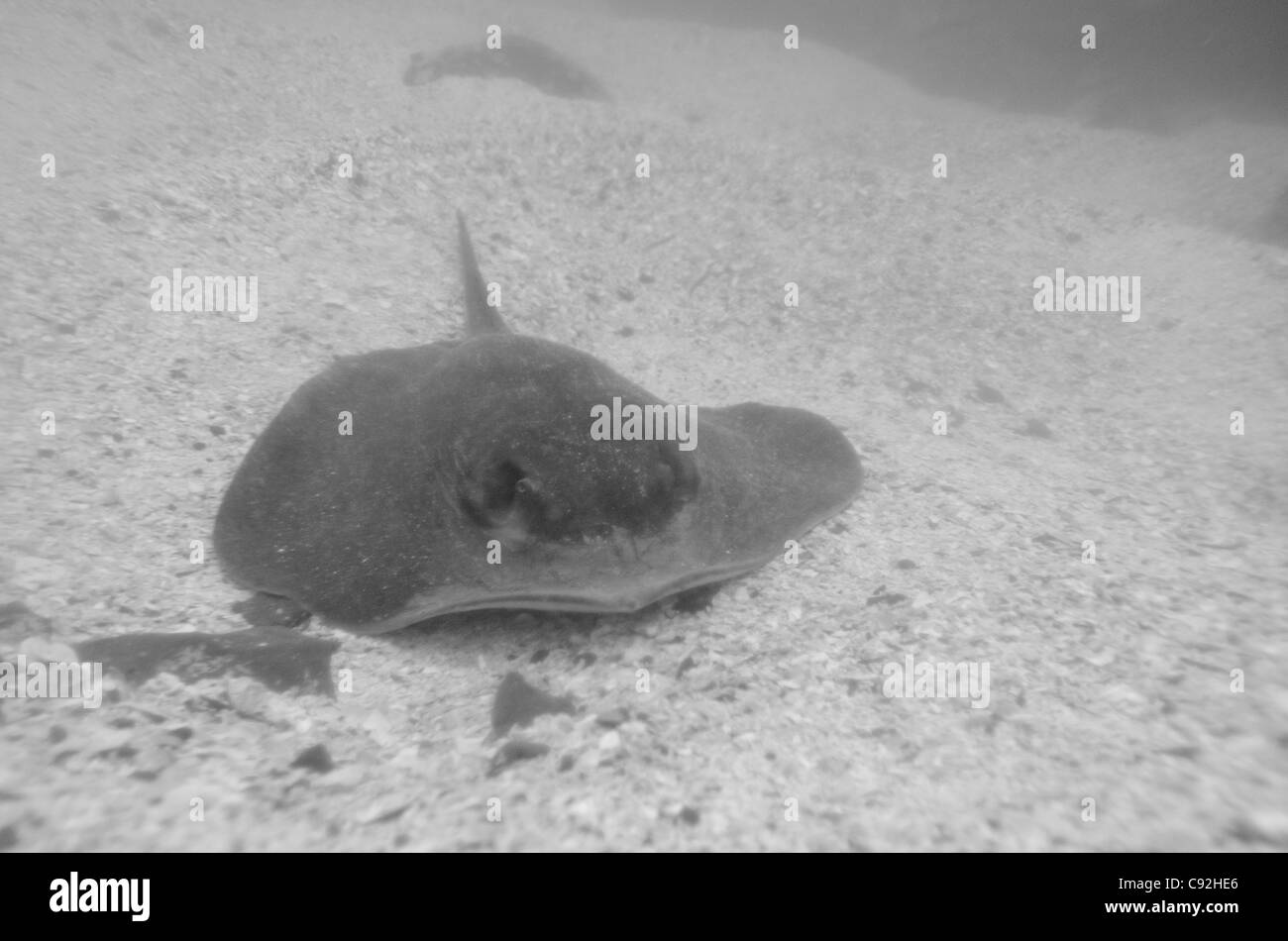 Stingray underwater, San Cristobal Island, Galapagos Islands, Ecuador ...