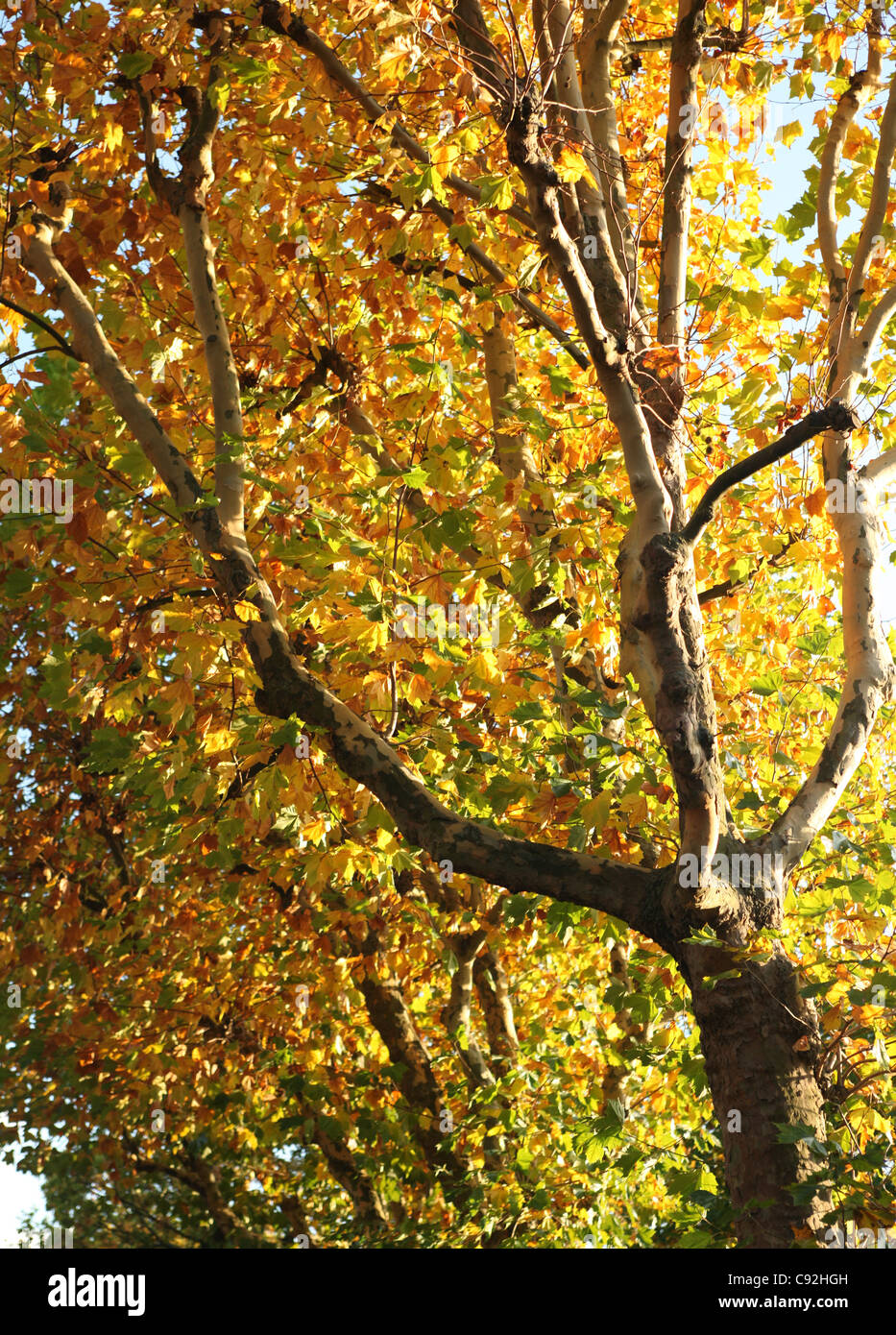 Colorful autumn leaves on trees in North London, England Stock Photo ...