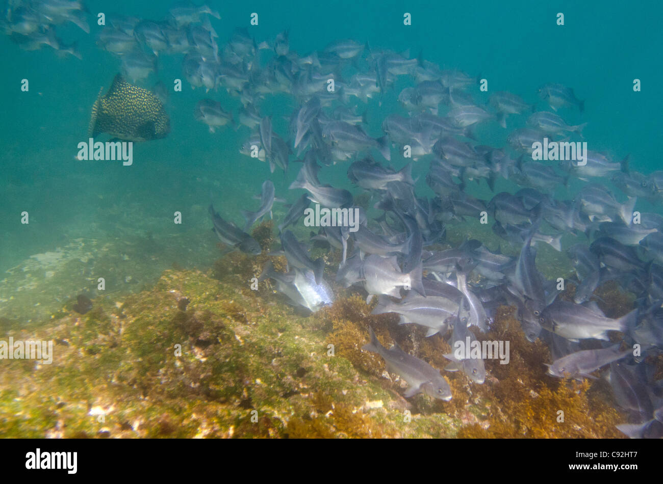 School of fish swimming underwater, Tagus Cove, Isabela Island ...