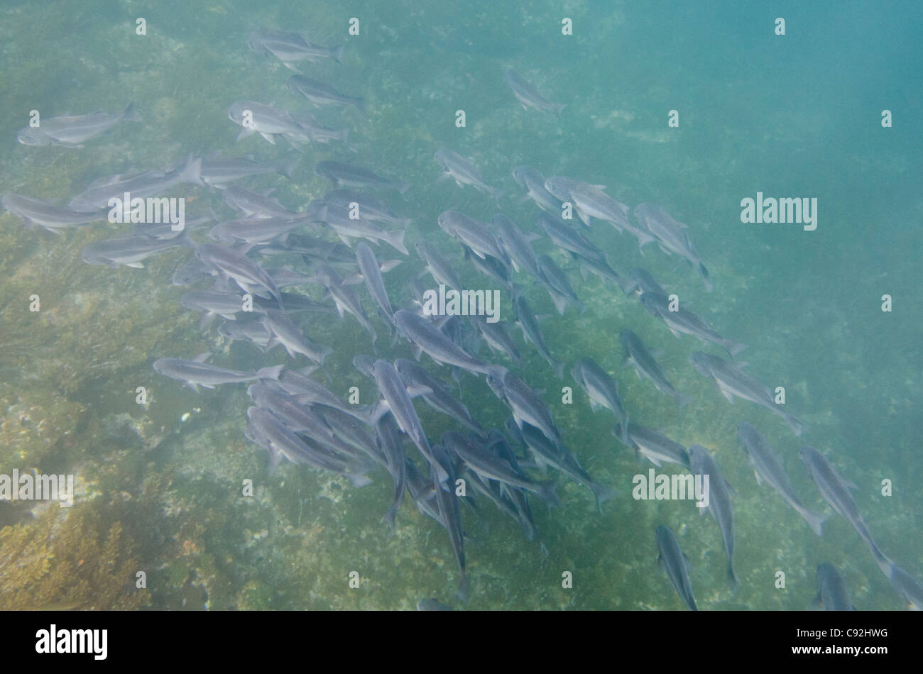 School of fish swimming underwater, Tagus Cove, Isabela Island ...