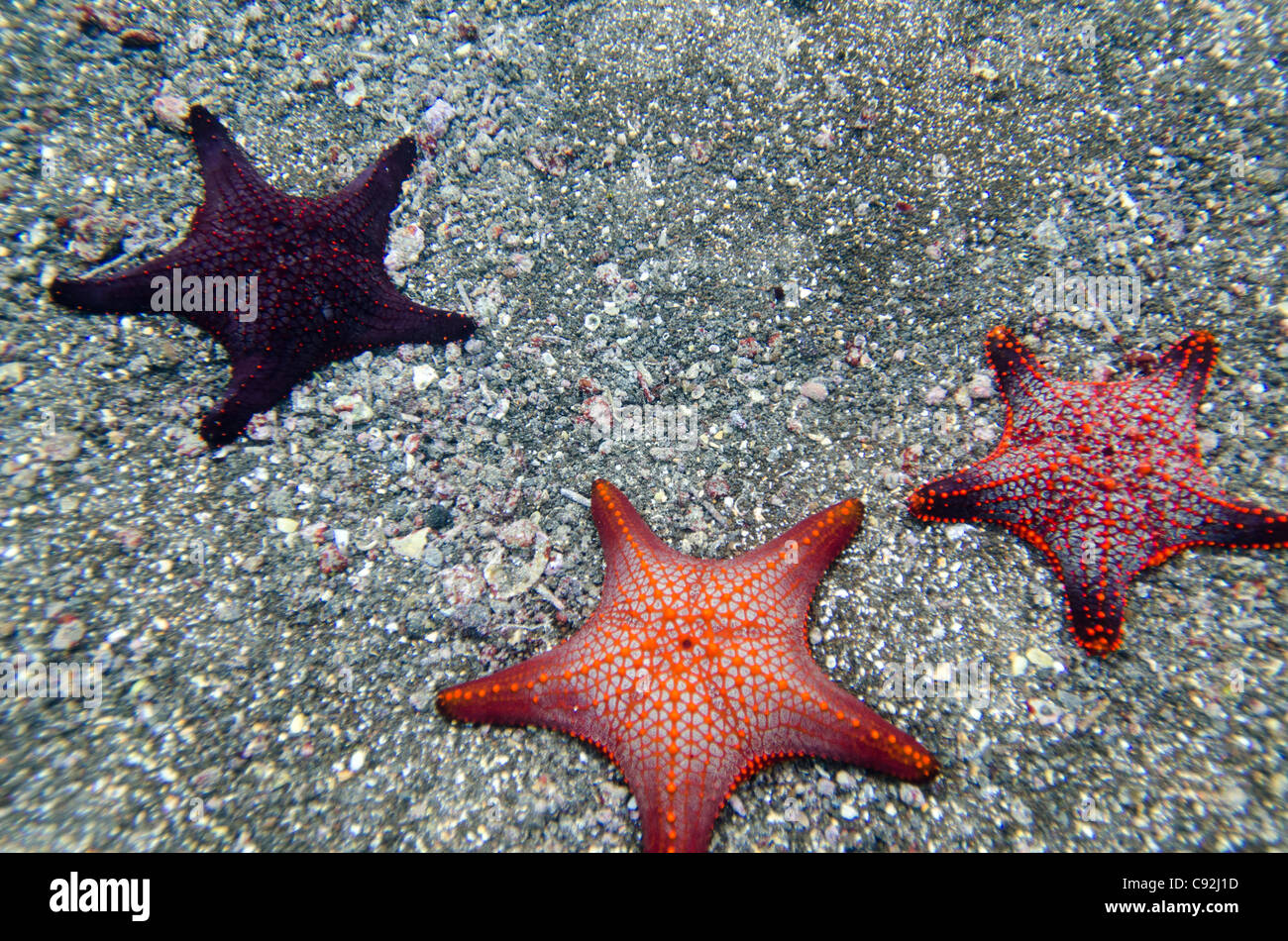 Three starfish underwater, Bartolome Island, Galapagos Islands, Ecuador ...