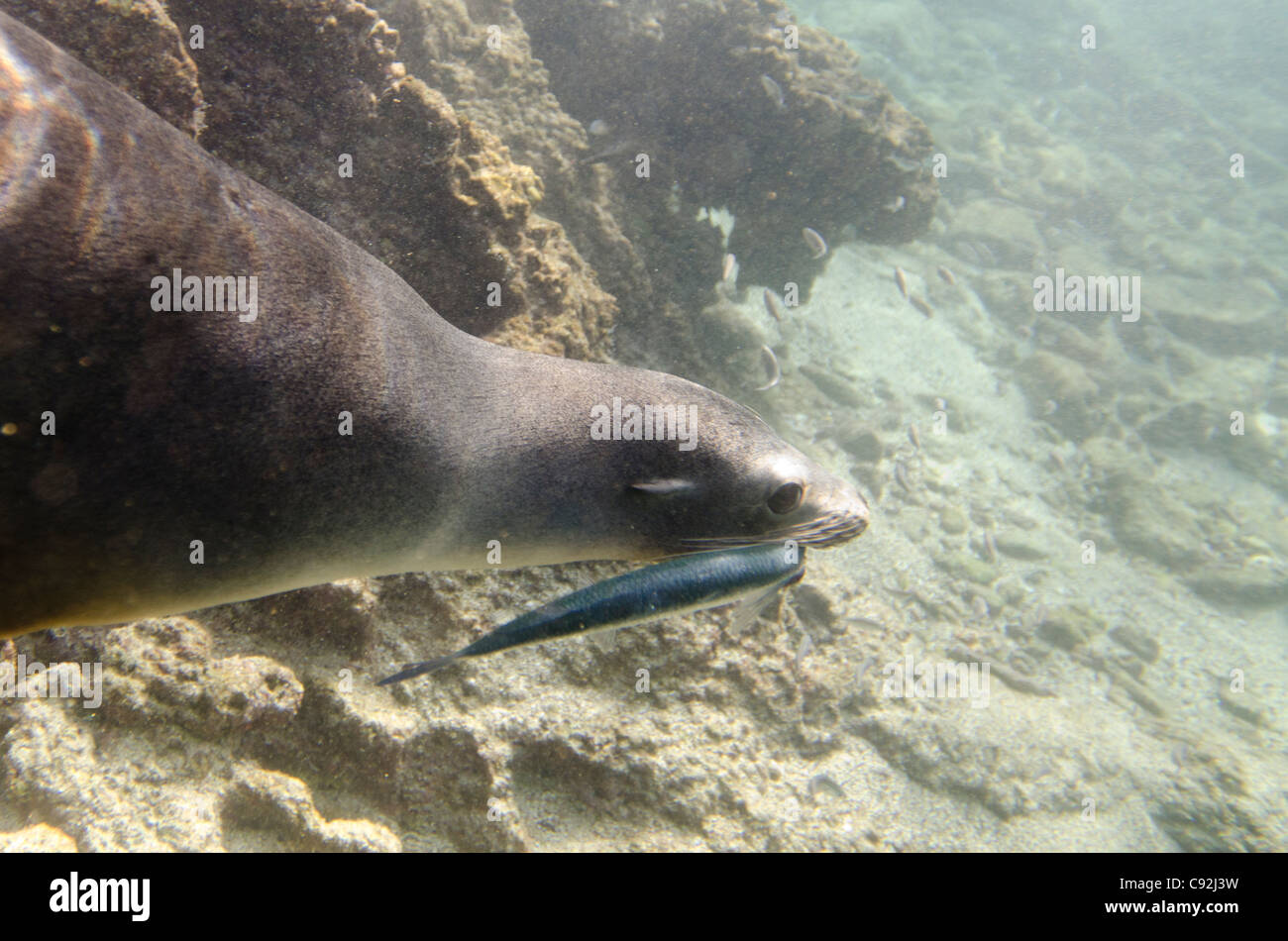 Underwater in the galapagos marine life in the galapagos islands hi-res ...