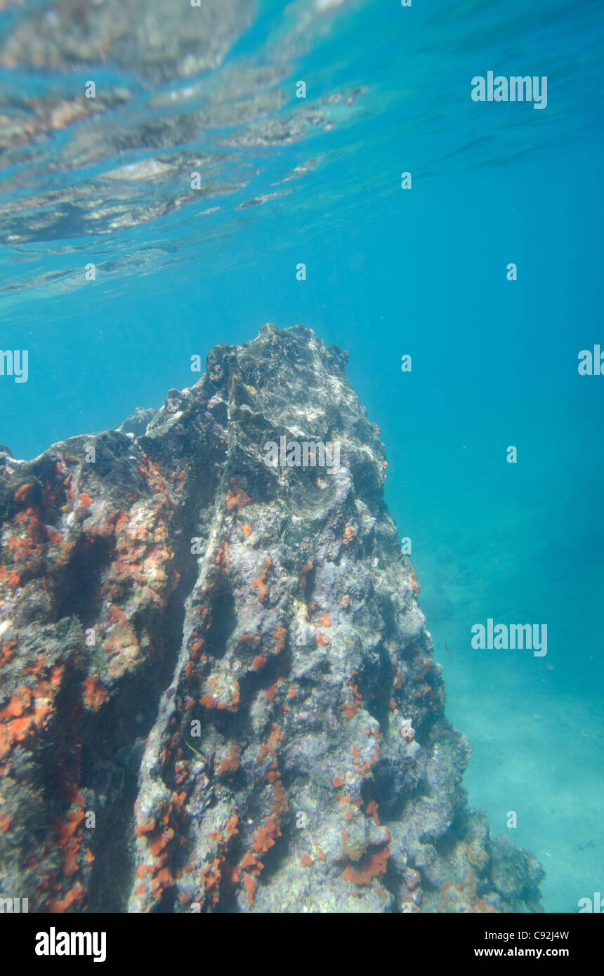 Underwater moss america hi-res stock photography and images - Alamy