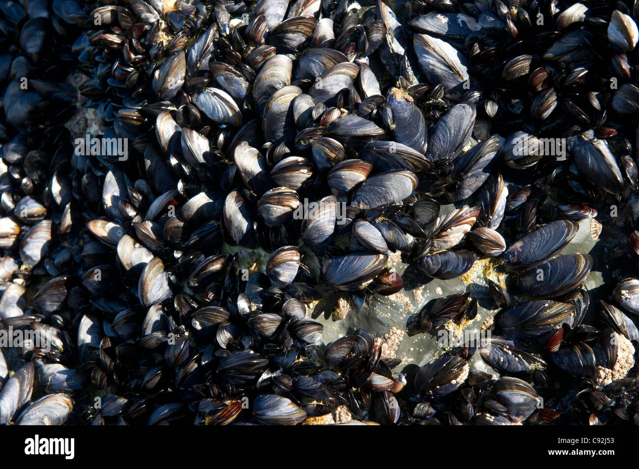 Mussels on the beach rocks in Cornwall Stock Photo - Alamy