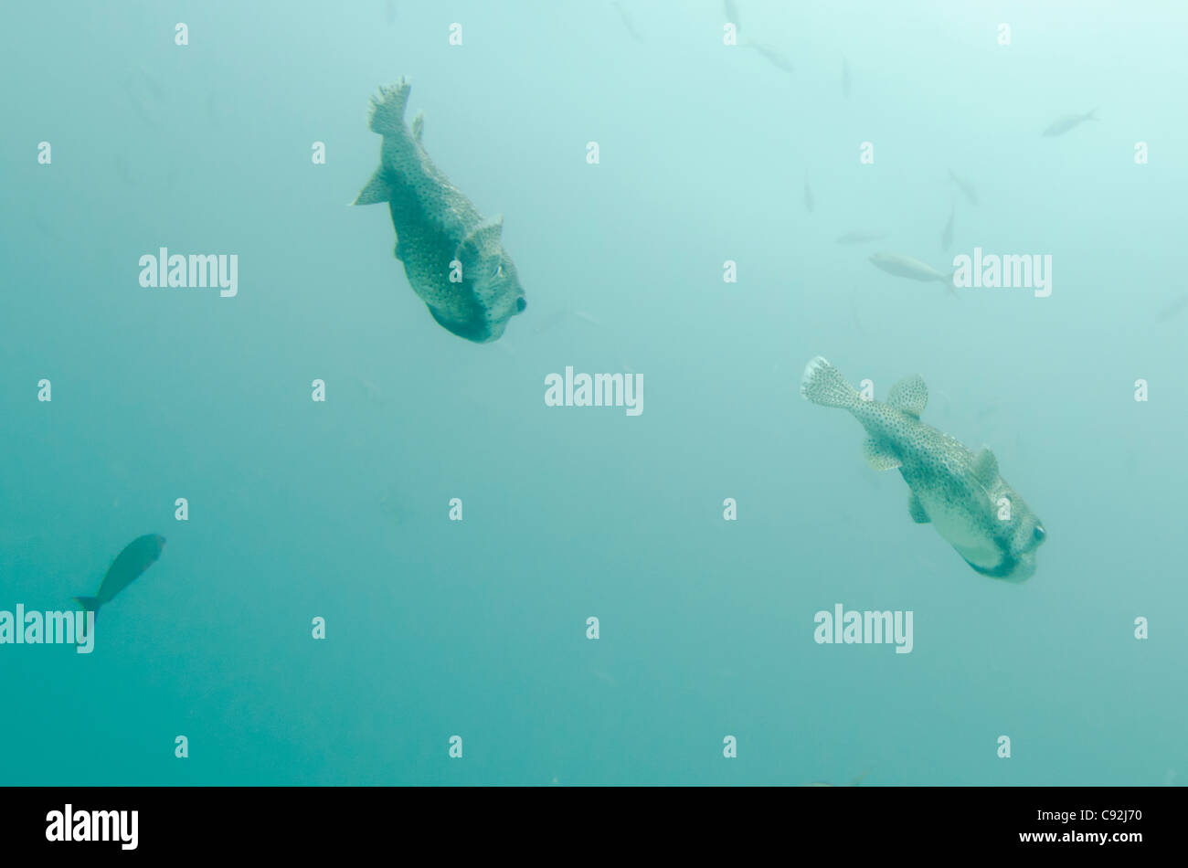 Masked Puffer ( Arothron diadematus) fish swimming underwater, Santa ...