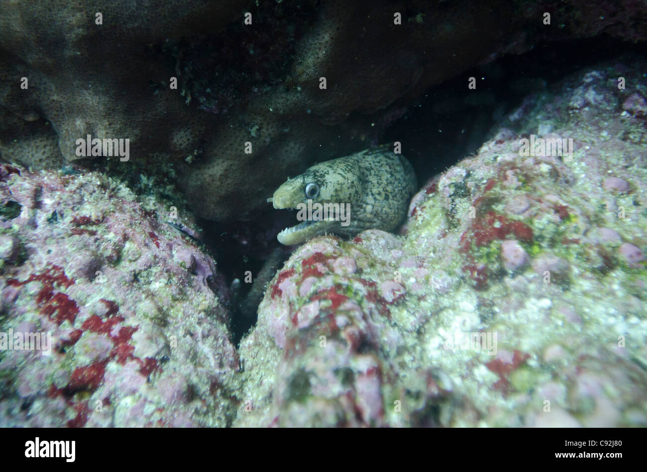 Moray Eel (Gymnothorax Prasinus) fish with its mouth open, Santa Cruz ...