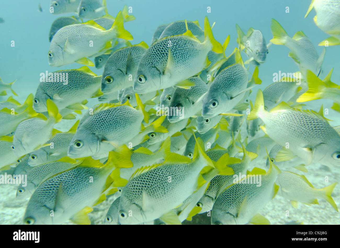 School of Yellow Tailed Grunt (Anisotremus Interruptus) fish swimming ...
