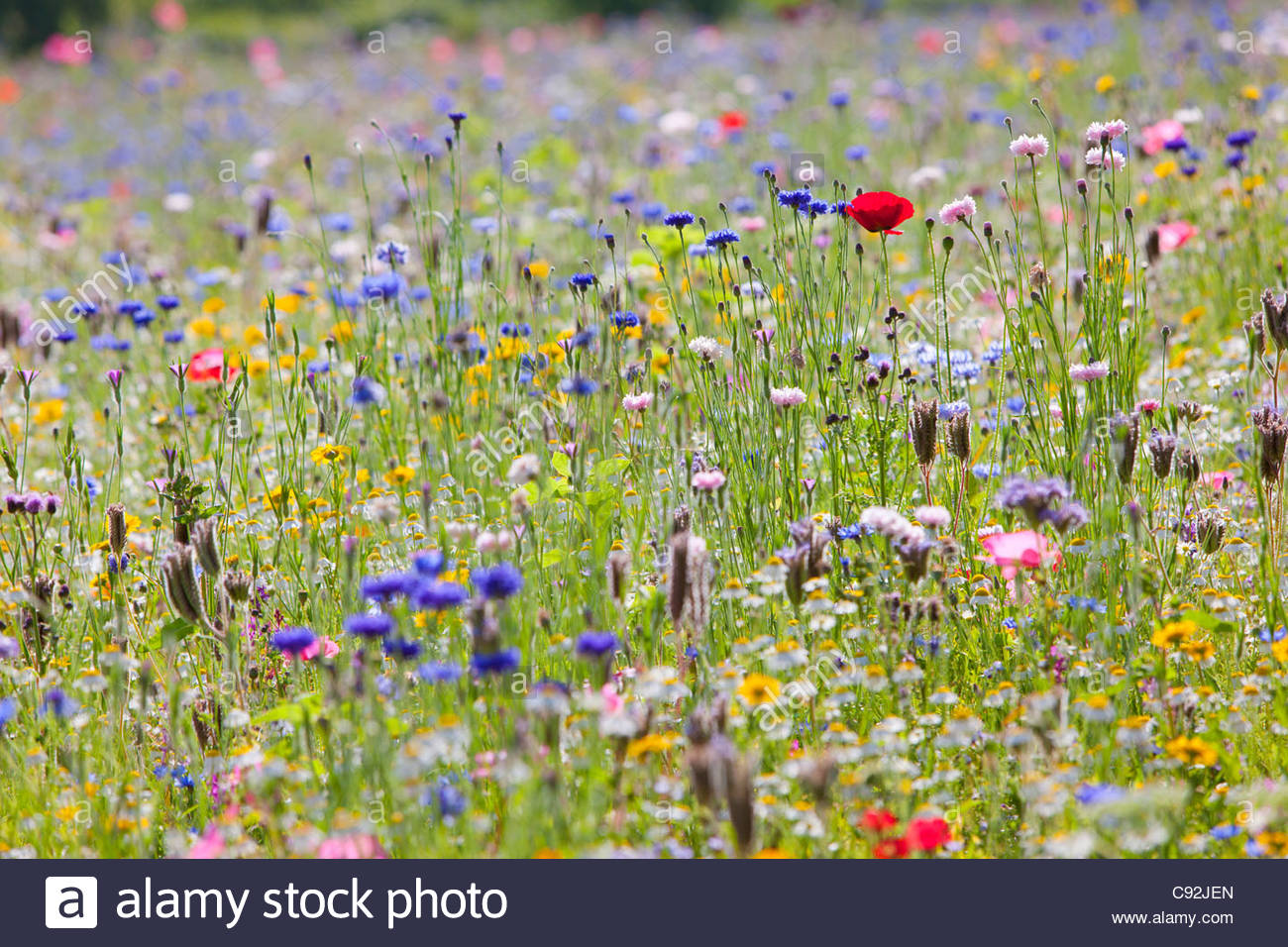 Wildflowers Stock Photos & Wildflowers Stock Images - Alamy