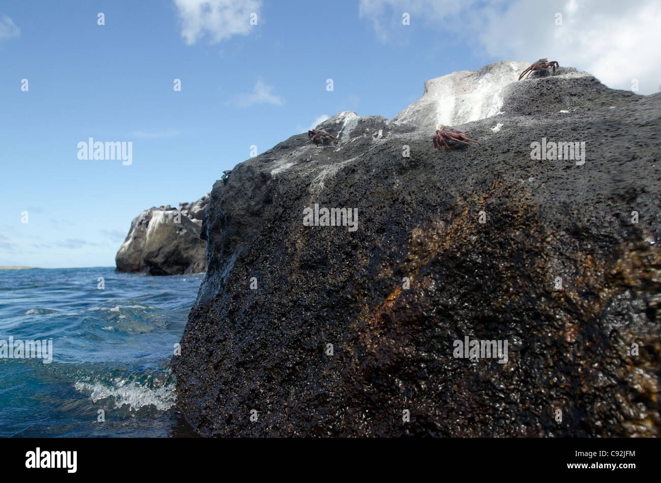 Crabs on a rock, Gardner Bay, Espanola Island, Galapagos Islands ...