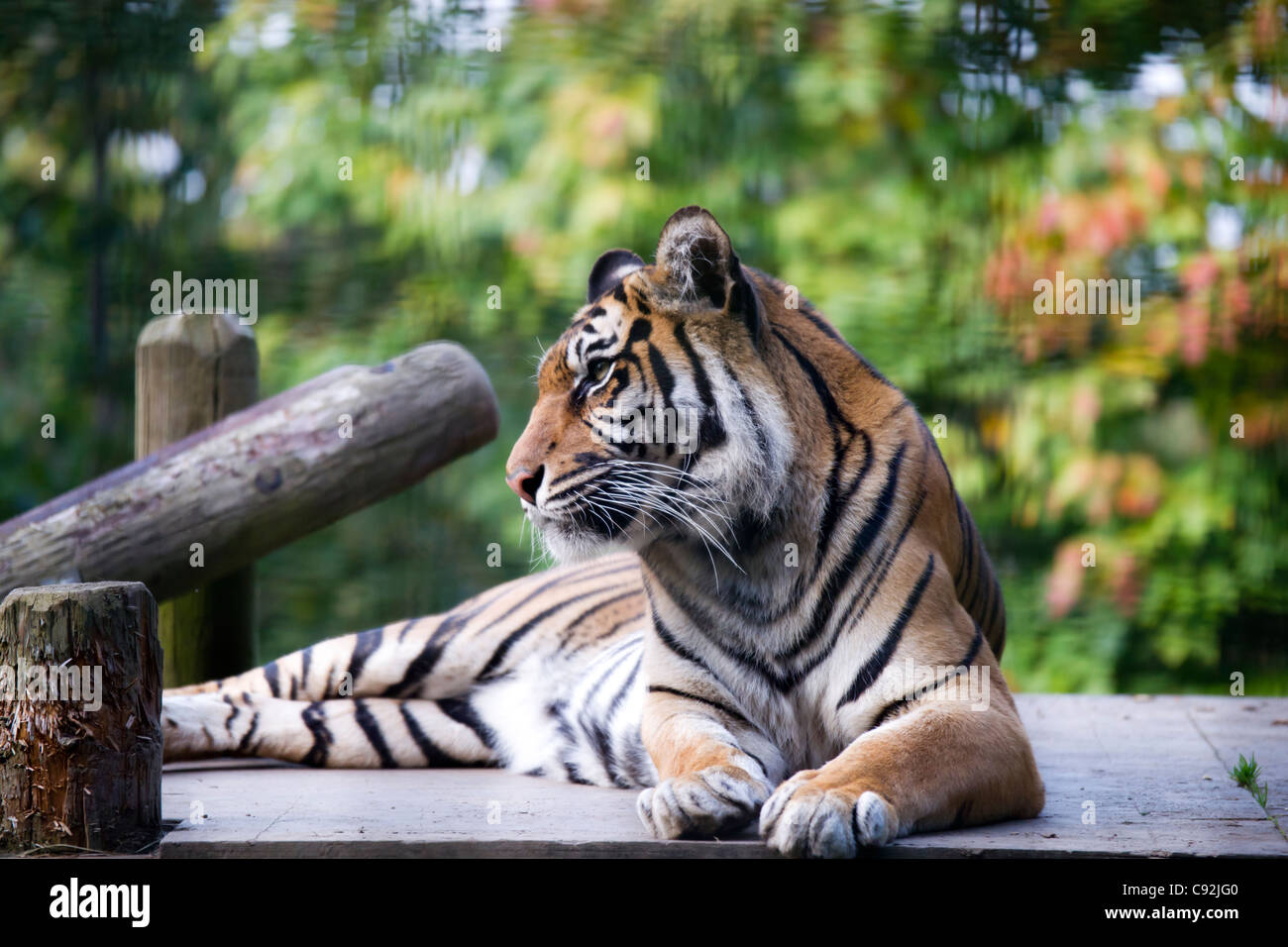 Tiger panthera tigris native hi-res stock photography and images - Alamy