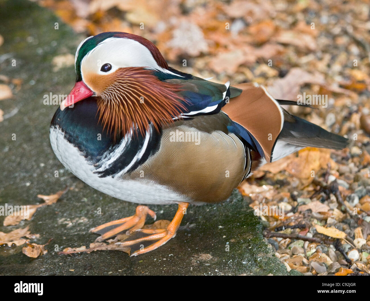 Mandarin duck male hi-res stock photography and images - Alamy