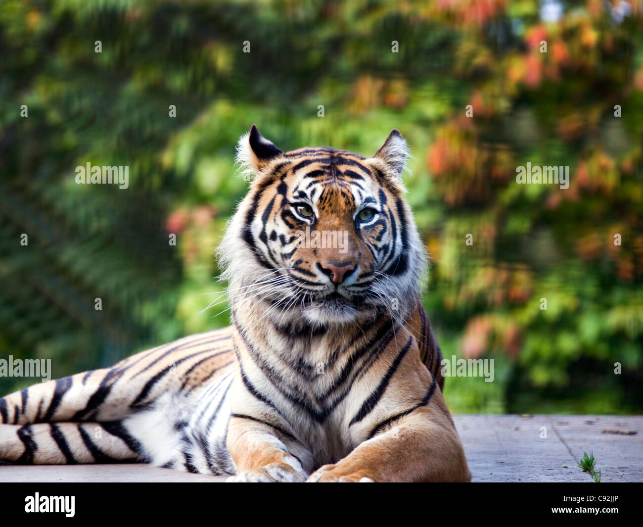 Tiger panthera tigris native hi-res stock photography and images - Alamy